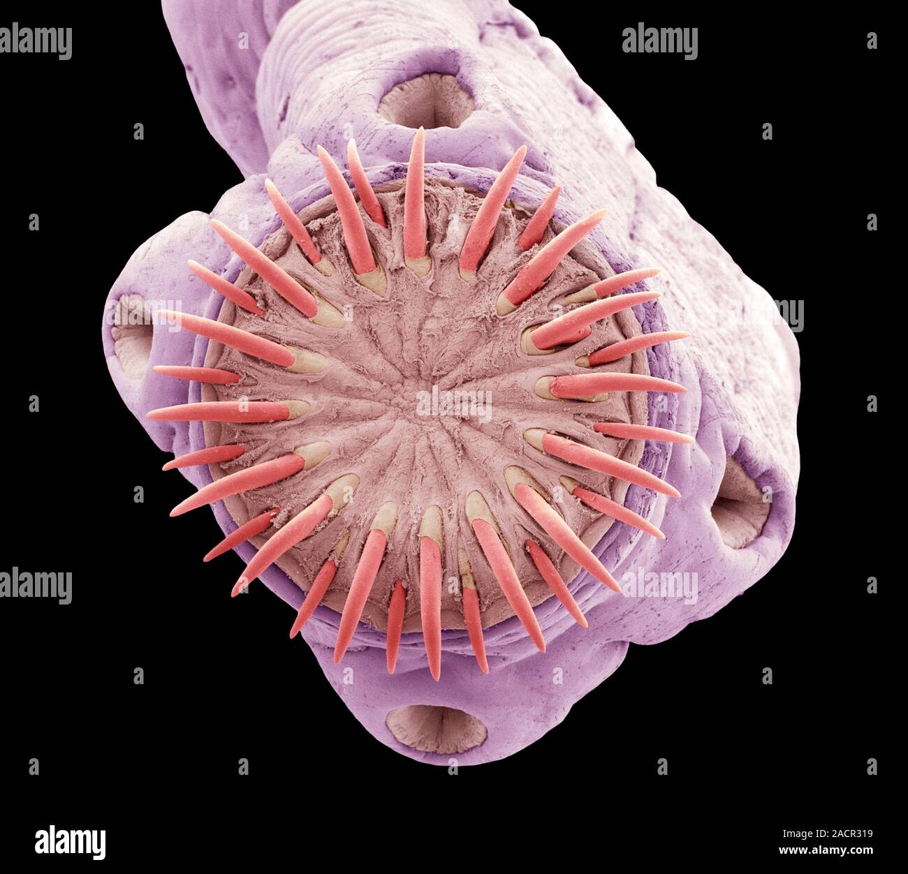 Pork tapeworm. Coloured scanning electron micrograph (SEM) of the head ...