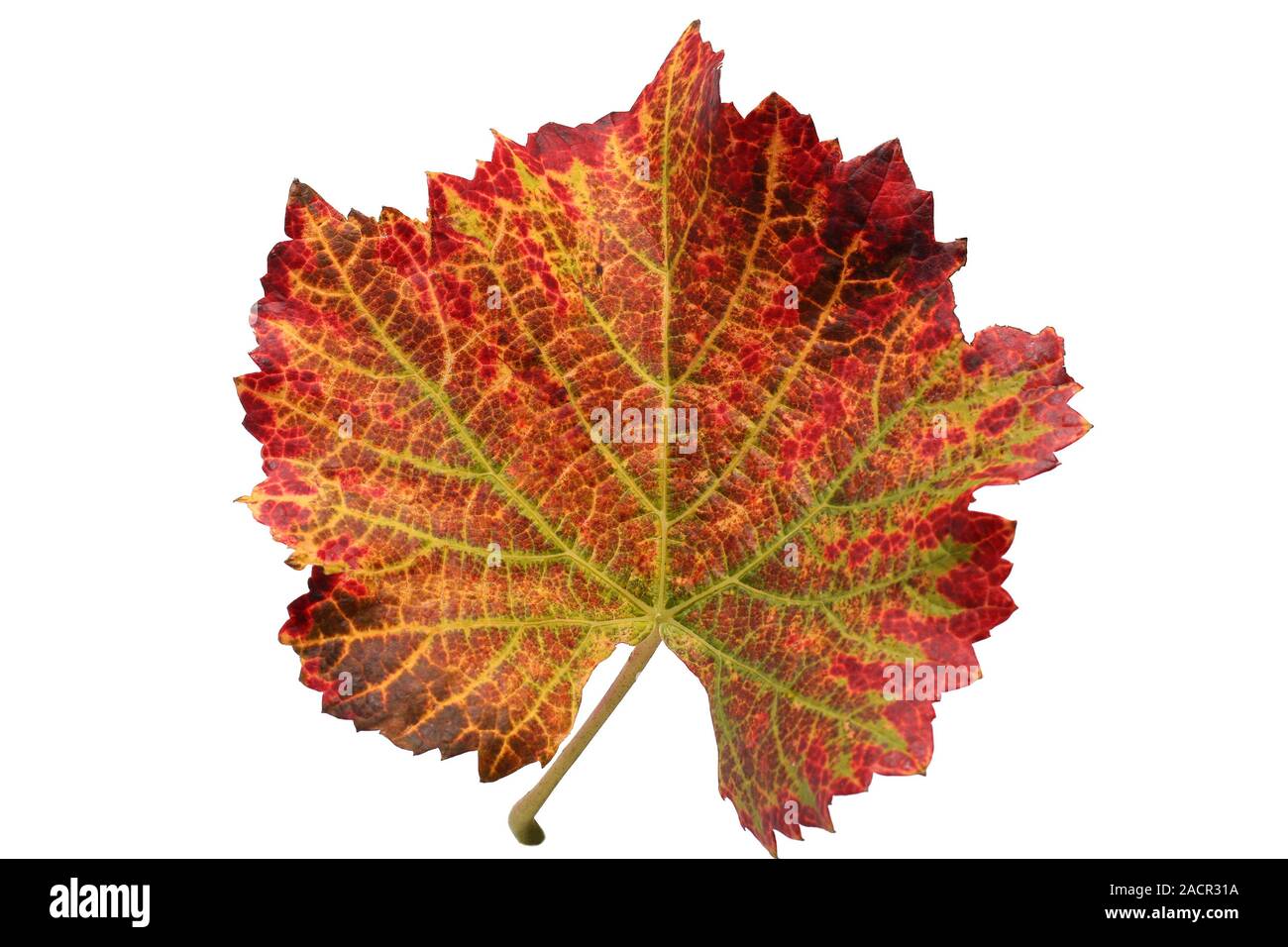 Colourful vine hi-res stock photography and images - Alamy