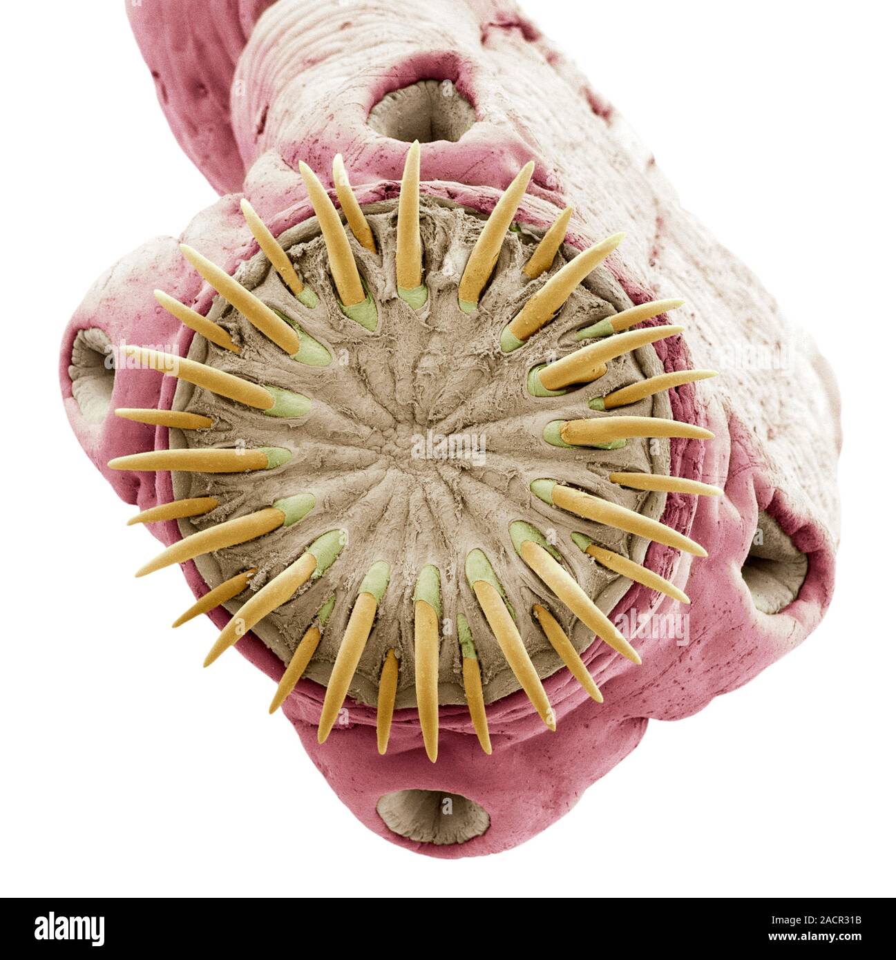 Pork tapeworm. Coloured scanning electron micrograph (SEM) of the head ...