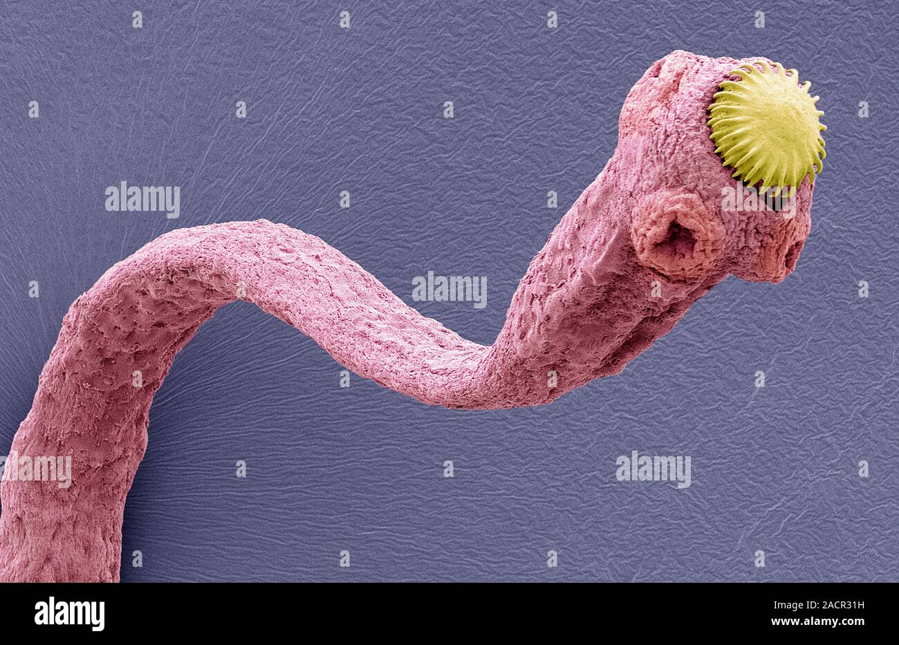 Tapeworm. Coloured scanning electron micrograph (SEM) of a tapeworm ...