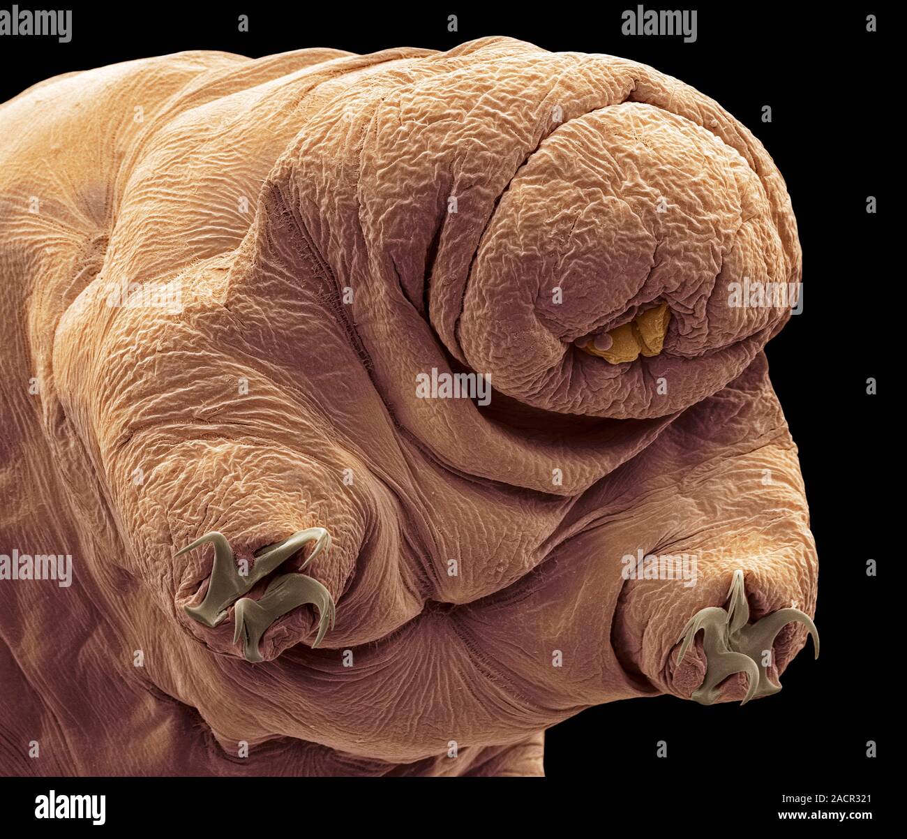 Tardigrade Phylum