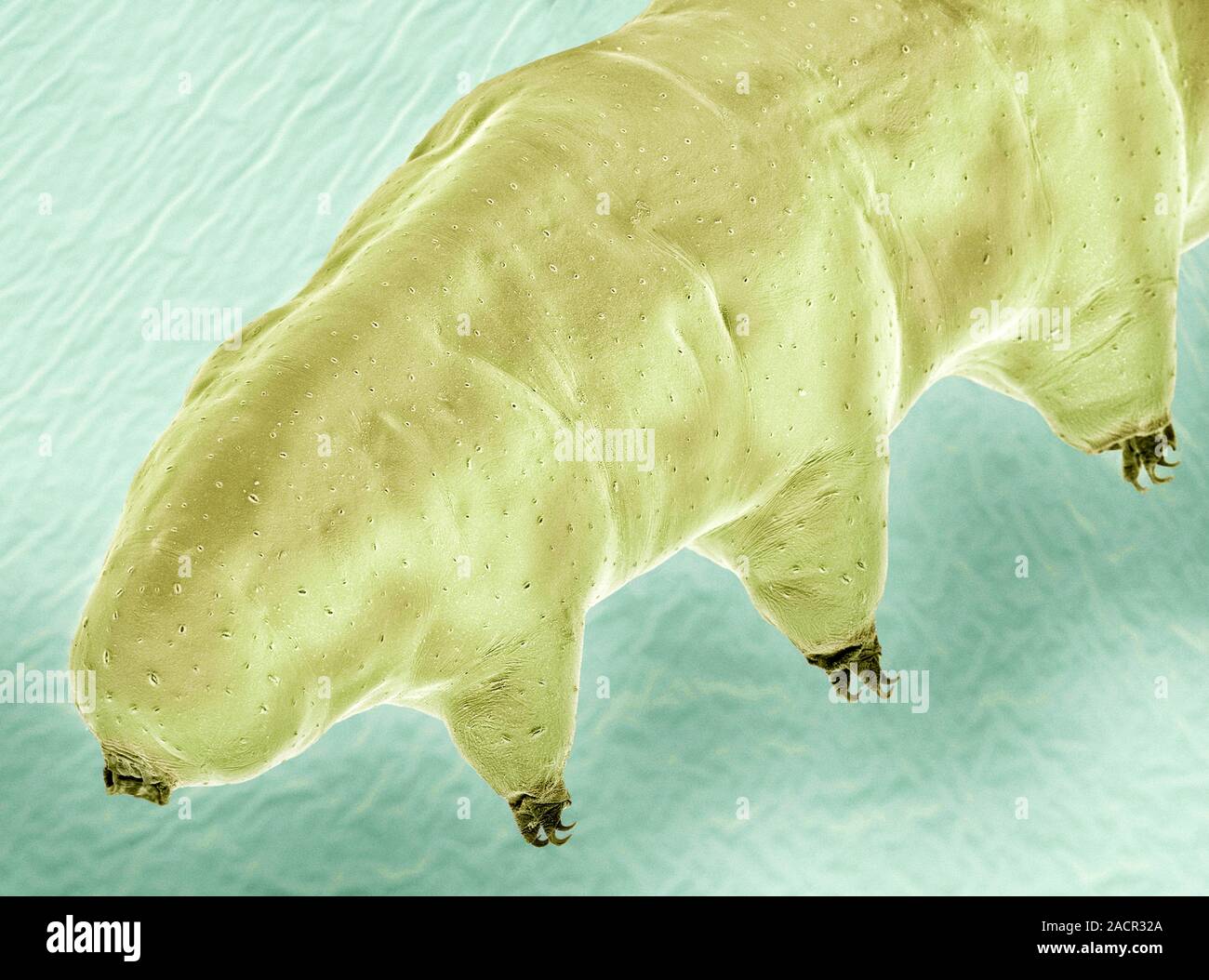 Water bear (Echiniscus granulatus). Coloured scanning electron ...