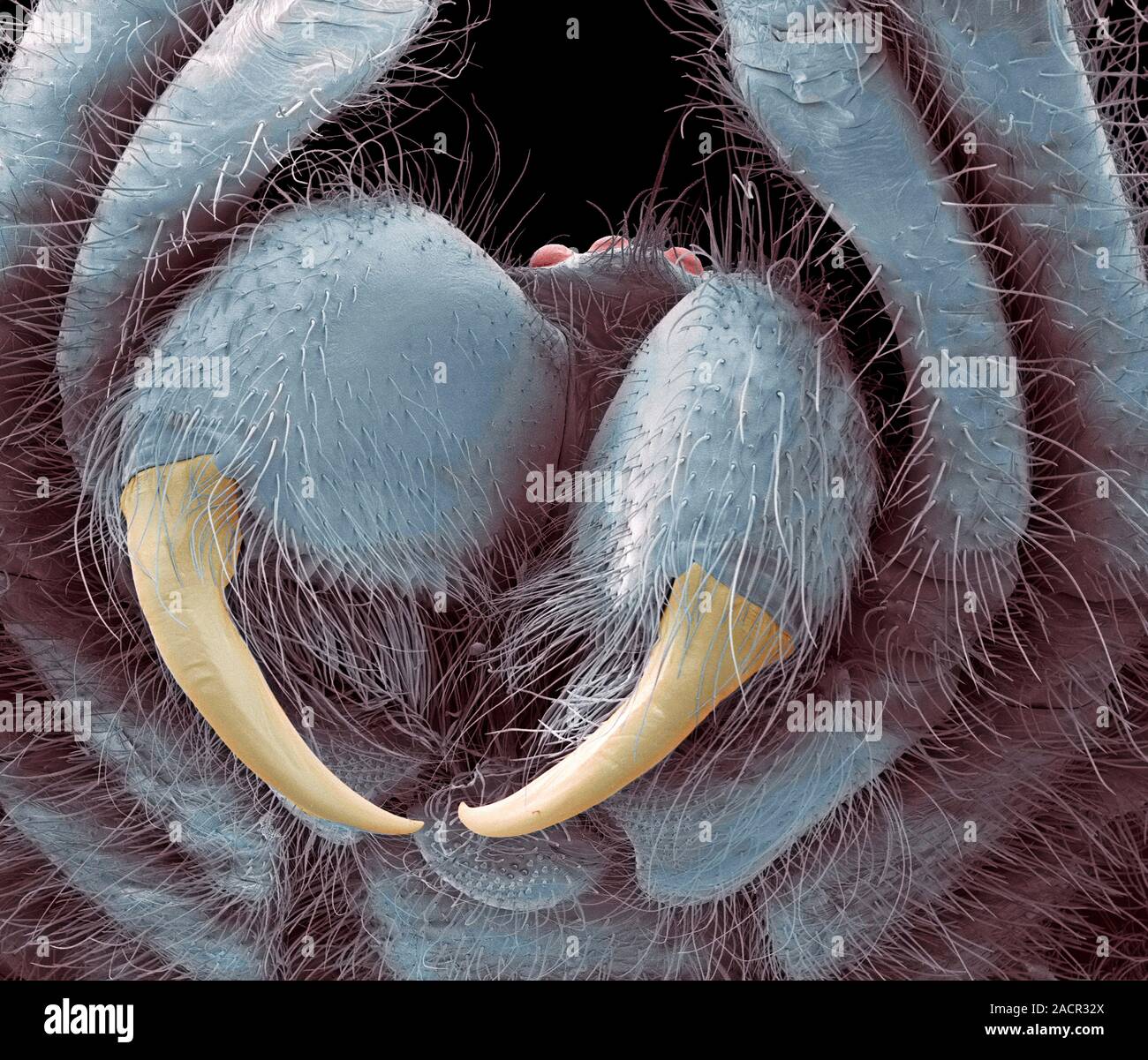 Wolf spider jaws. Coloured scanning electron micrograph (SEM) of the ...