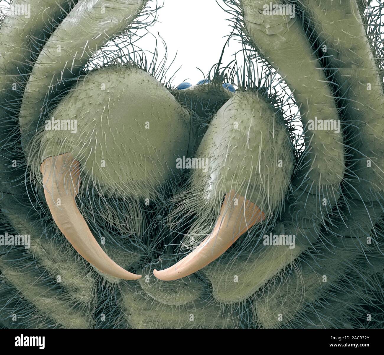 Wolf spider jaws. Coloured scanning electron micrograph (SEM) of the ...