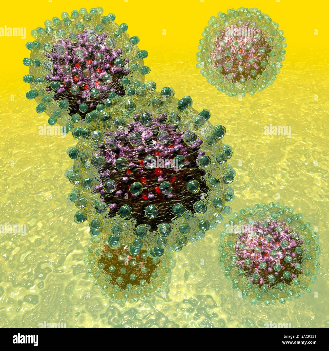 This image may not be used in educational posters Hepatitis B virus ...