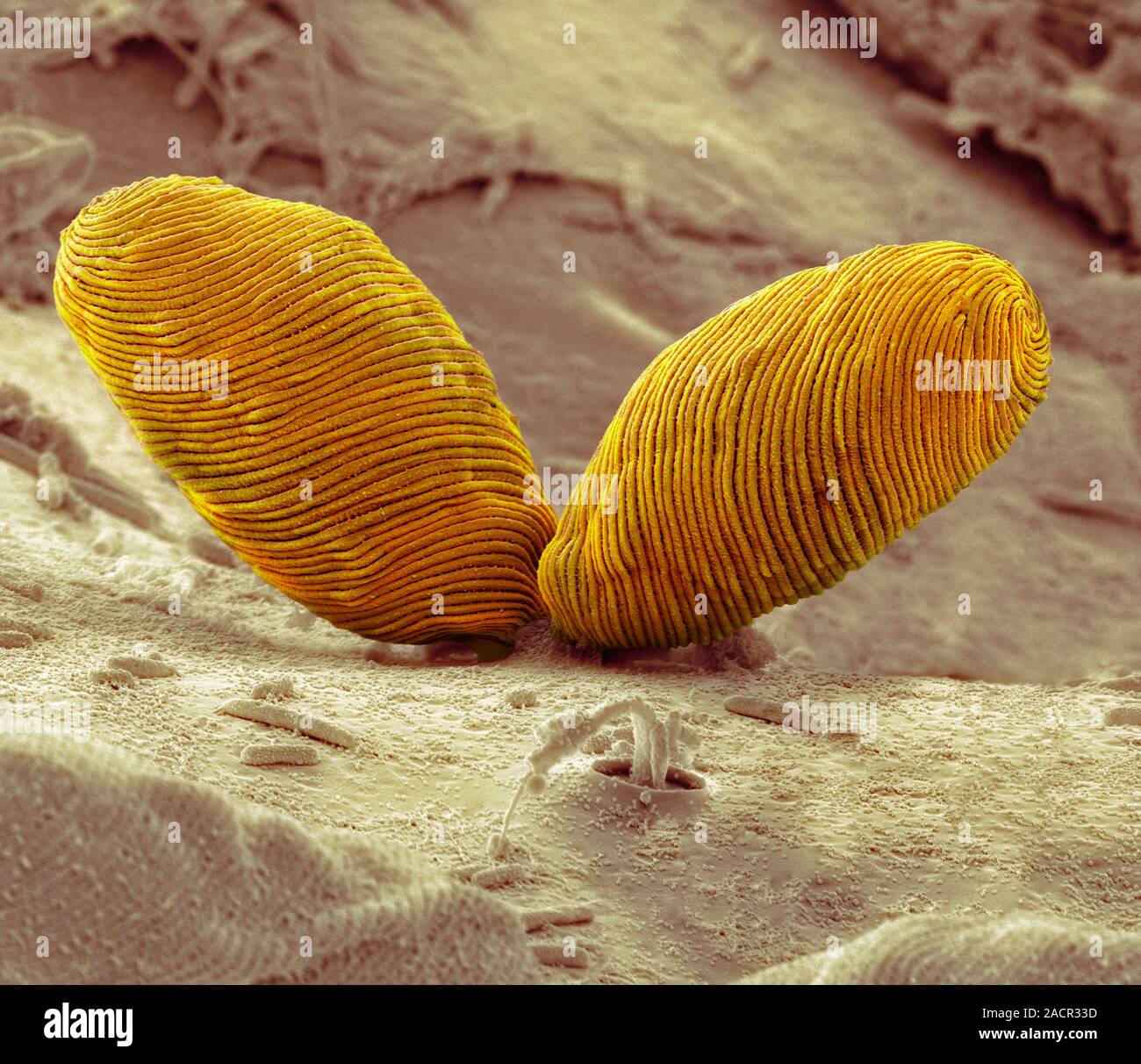 Euglena flagellate protozoa. Coloured scanning electron micrograph (SEM ... Euglena flagellate protozoa. Coloured scanning electron micrograph (SEM ...