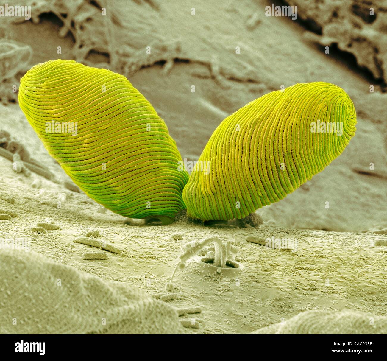 Euglena flagellate protozoa. Coloured scanning electron micrograph (SEM ... Euglena flagellate protozoa. Coloured scanning electron micrograph (SEM ...