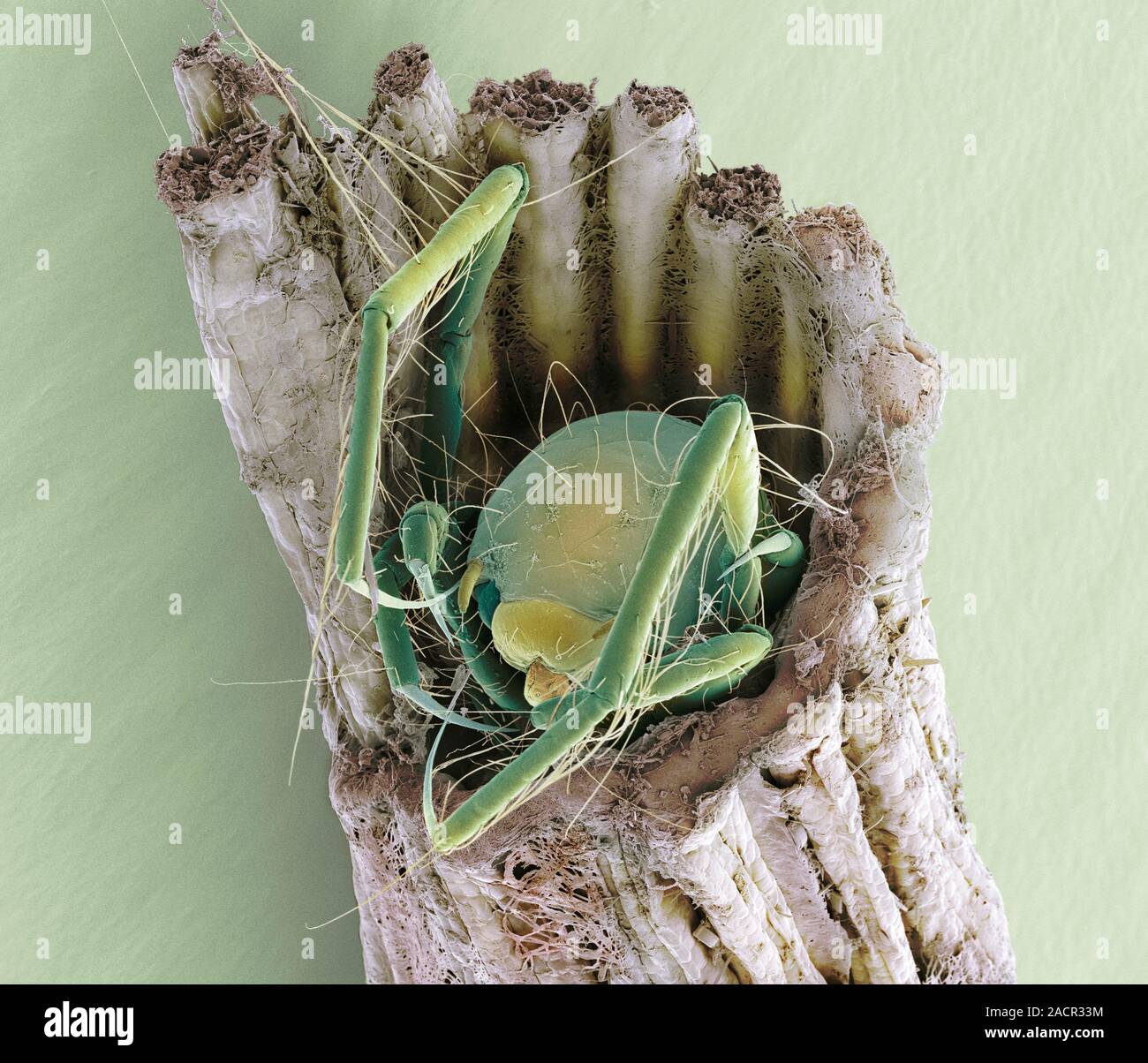 Caddisfly larva. Coloured scanning electron micrograph (SEM) of a ...