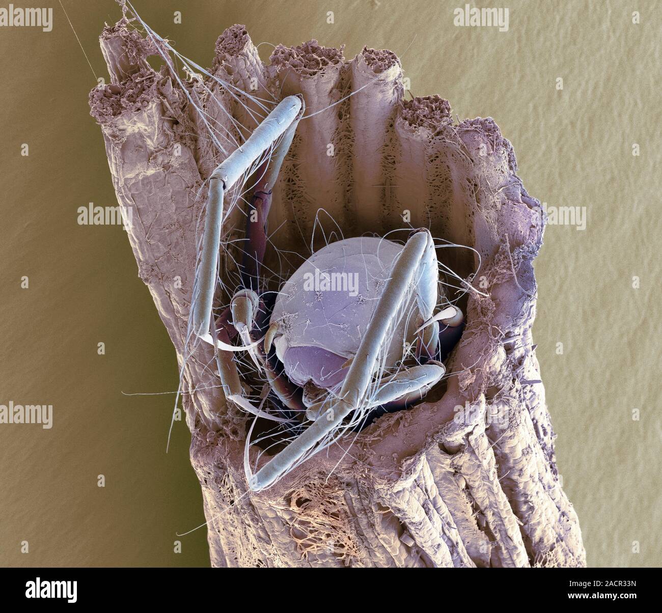 Caddisfly larva. Coloured scanning electron micrograph (SEM) of a ...