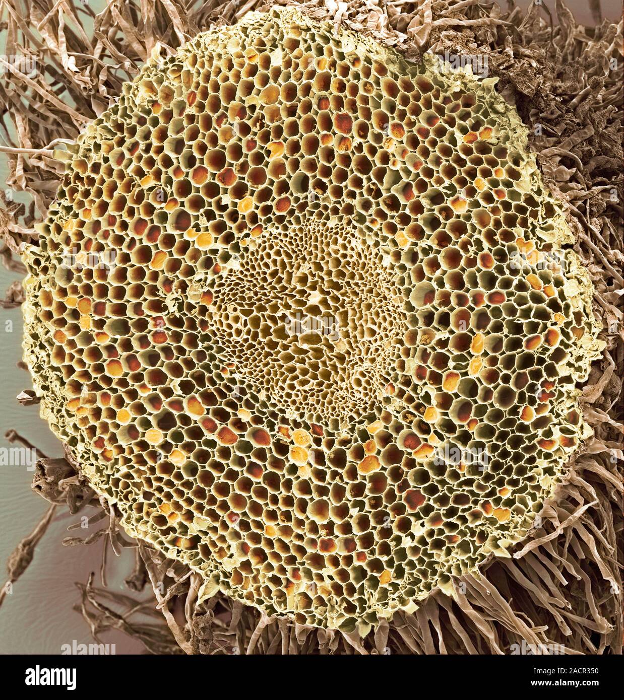 Dicotyledon root. Coloured scanning electron micrograph (SEM) of a ...