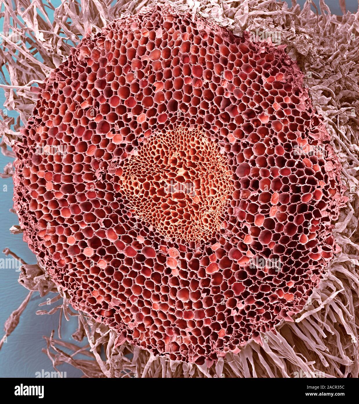 Dicotyledon root. Coloured scanning electron micrograph (SEM) of a ...