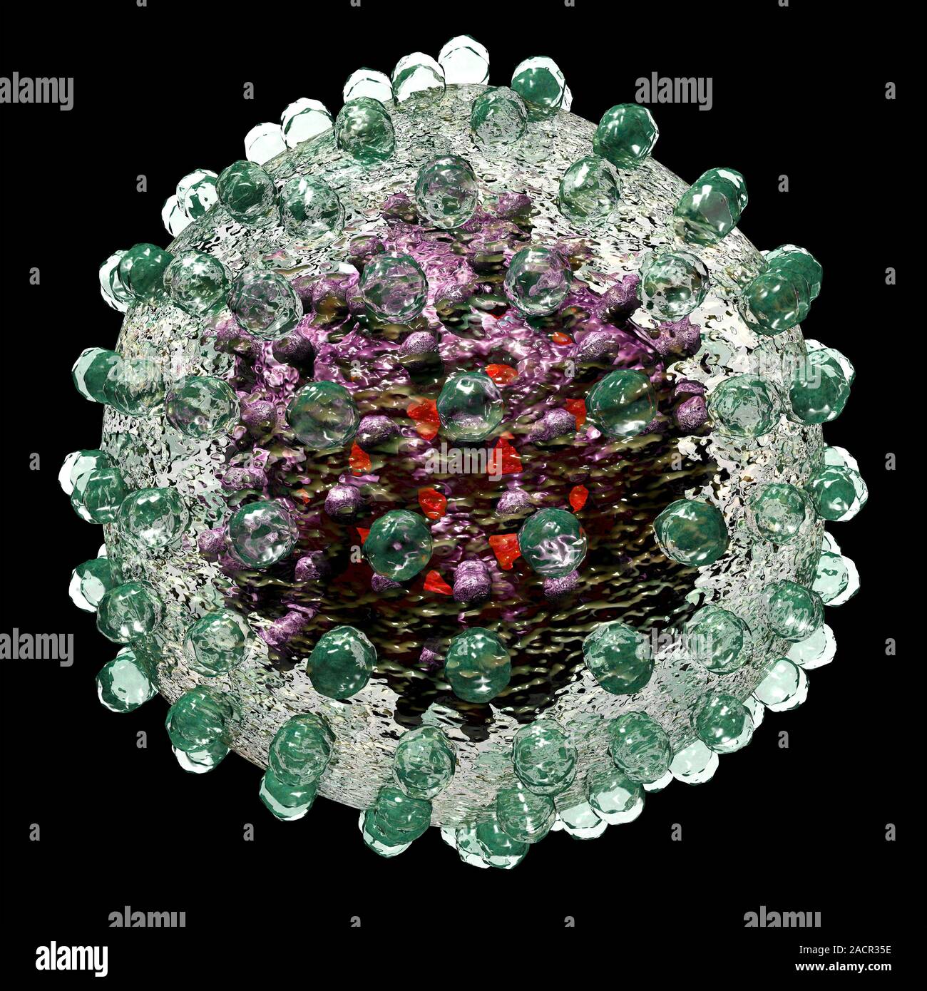 This image may not be used in educational posters Hepatitis B virus ...