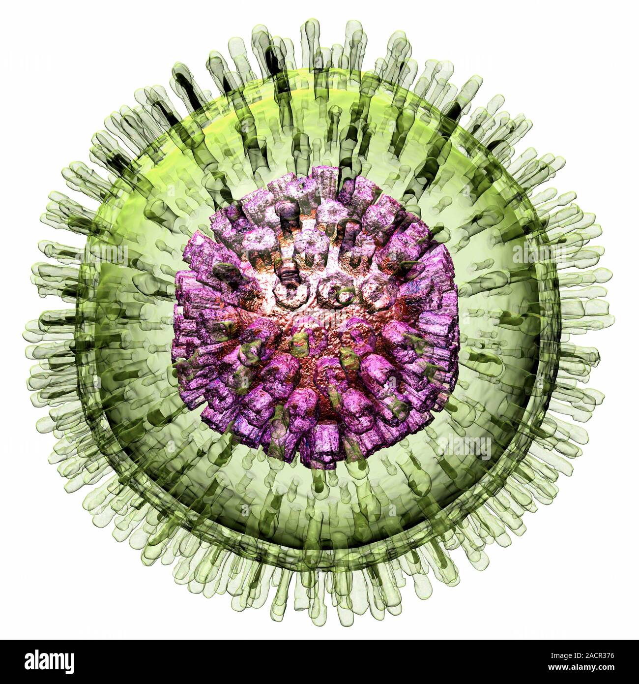 This image may not be used in educational posters Herpes virus ...