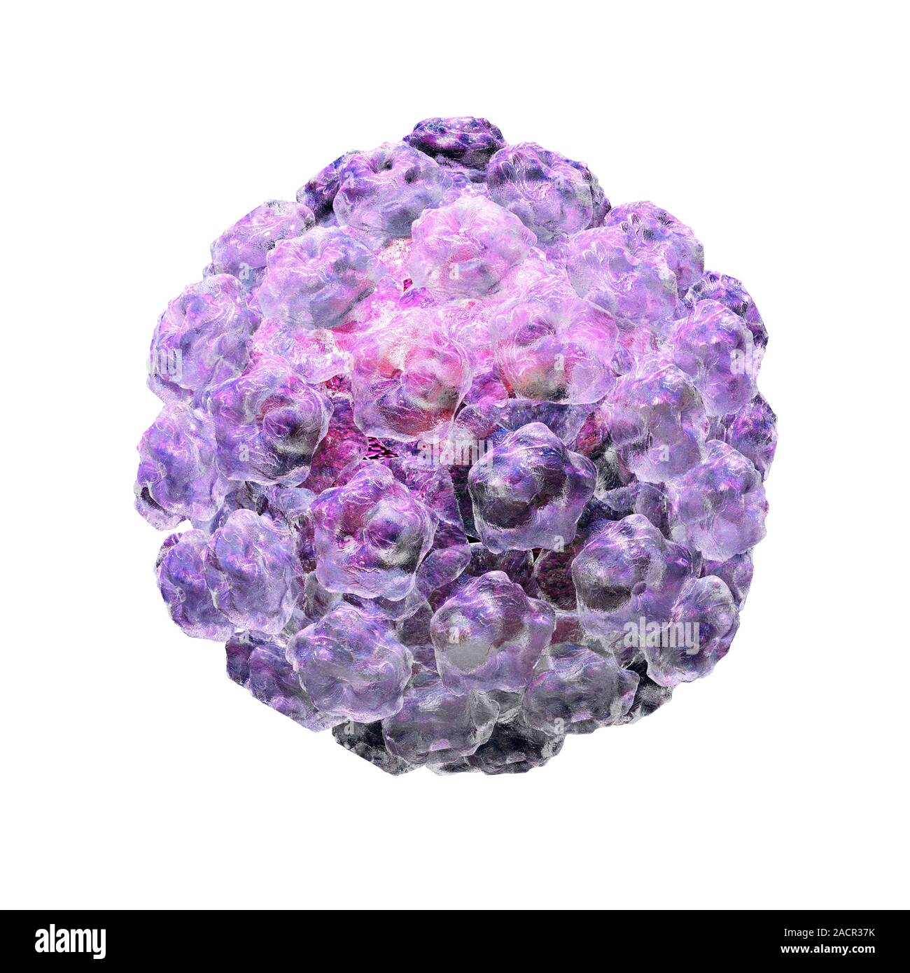 This image may not be used in educational posters Human papilloma virus ...