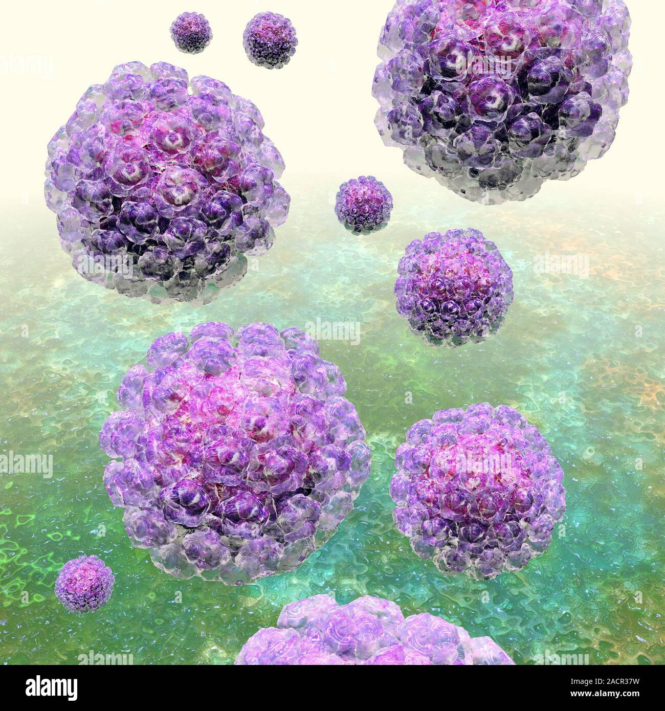 This image may not be used in educational posters Human papilloma virus ...