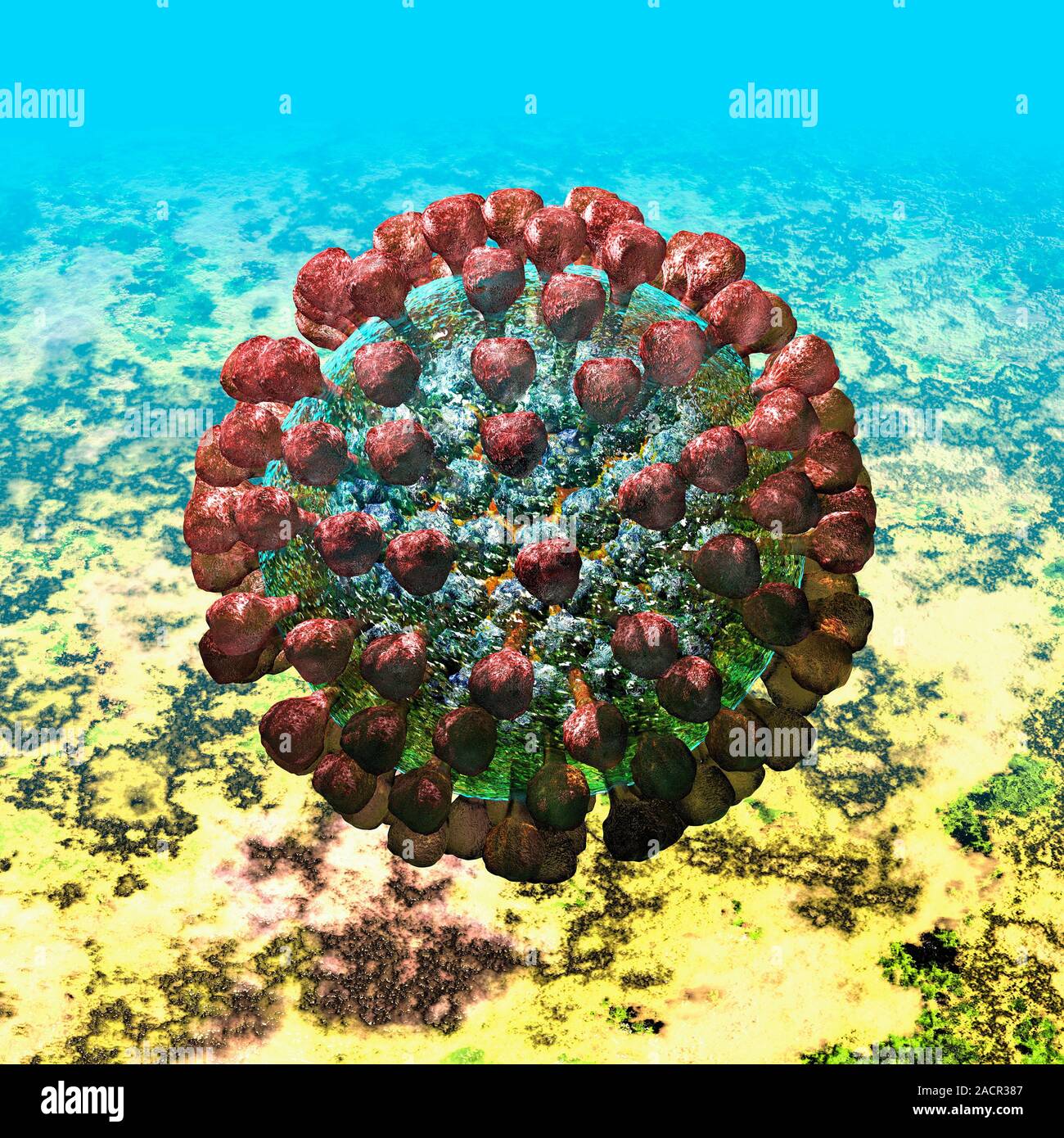 This image may not be used in educational posters Lassa virus particle ...