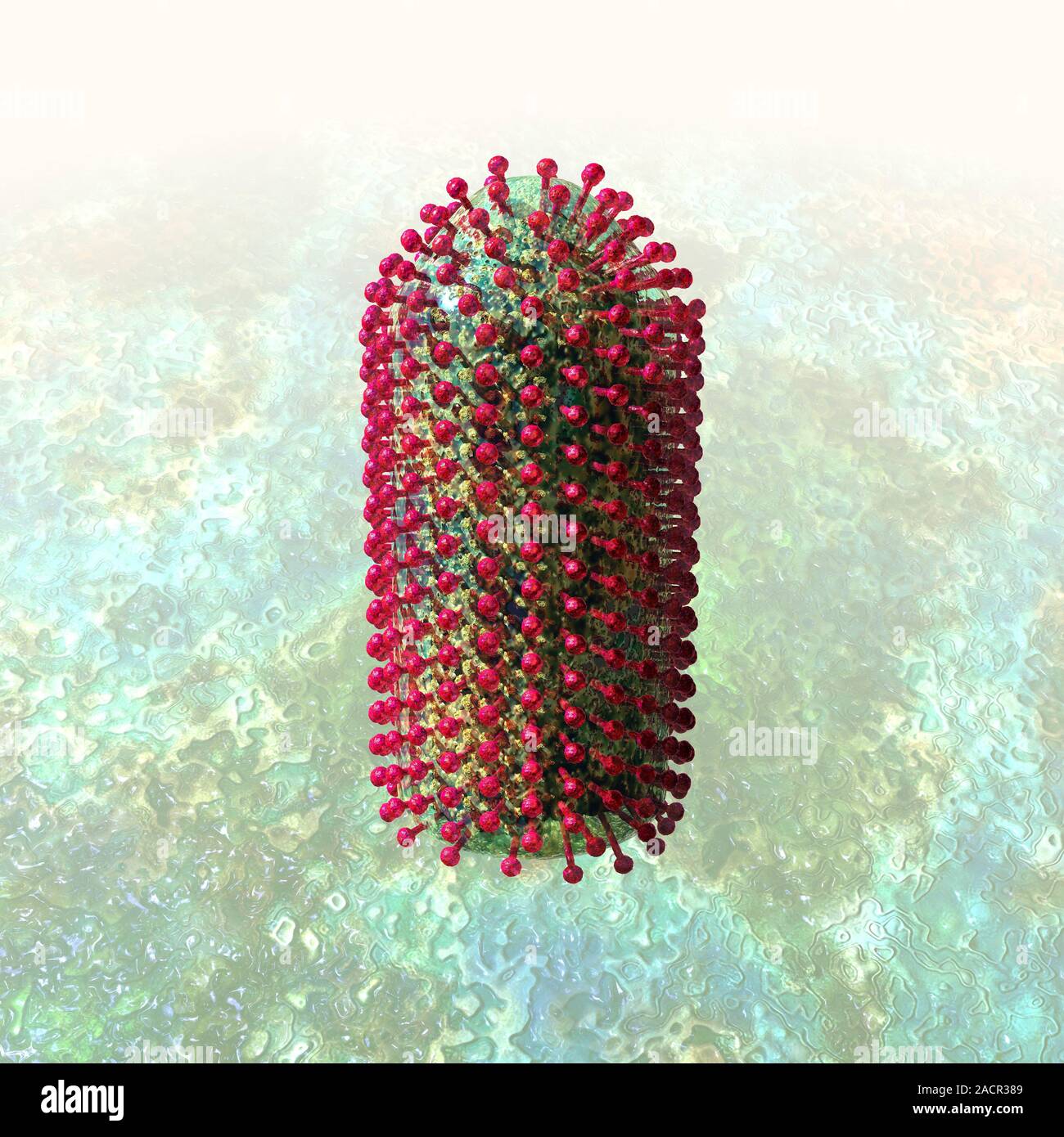 This image may not be used in educational posters Rabies virus particle ...