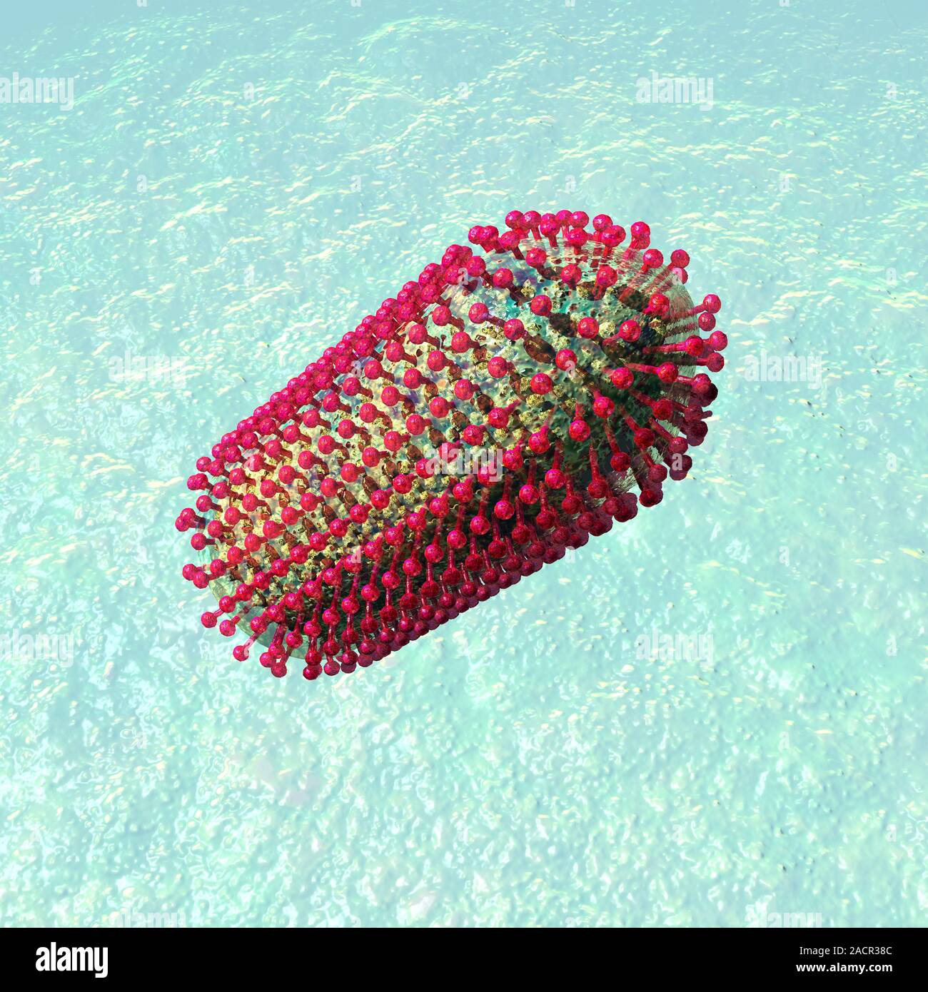 This image may not be used in educational posters Rabies virus particle ...