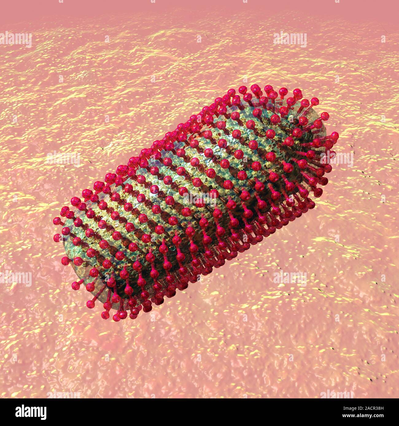 This image may not be used in educational posters Rabies virus particle ...