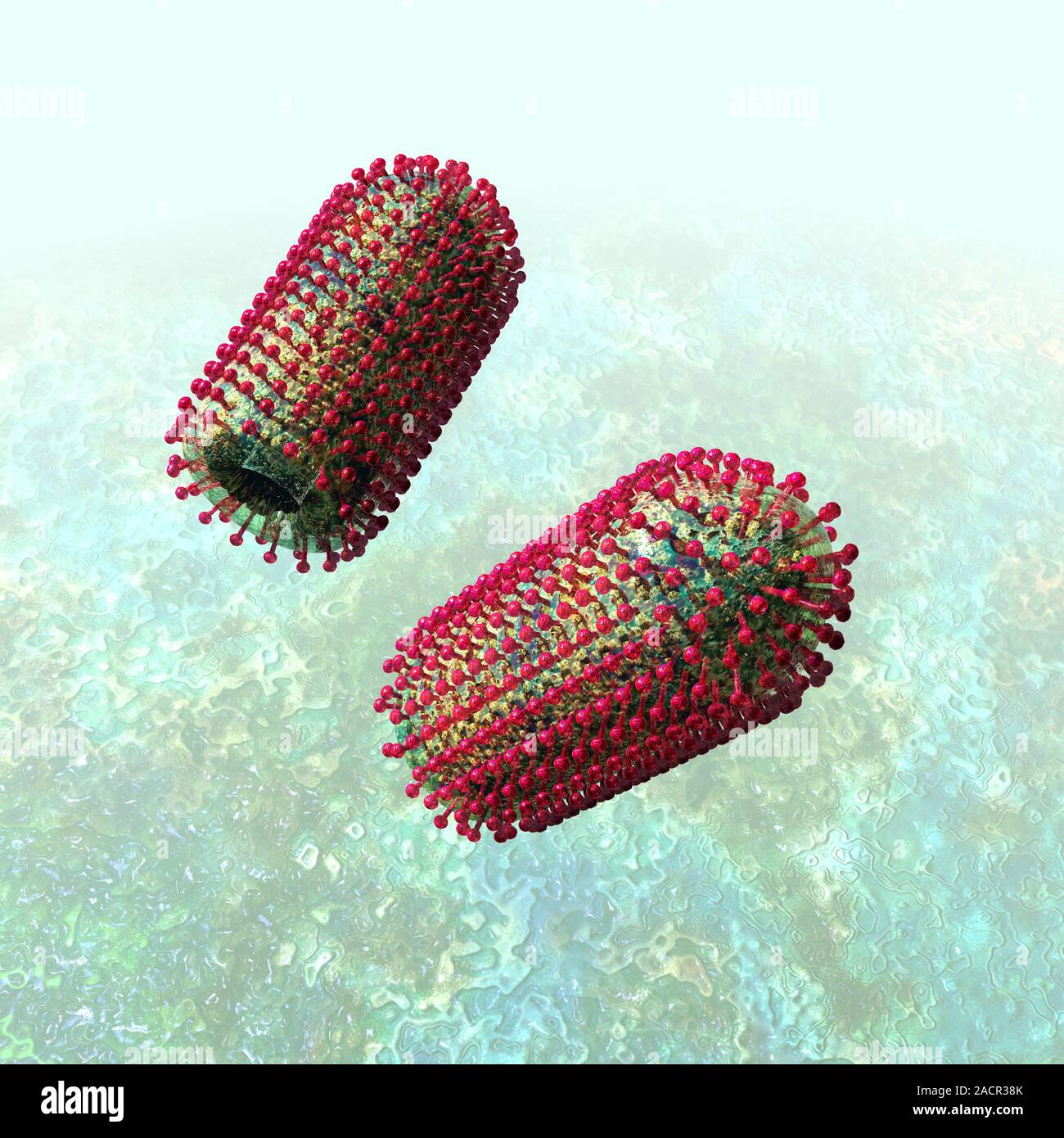 This image may not be used in educational posters Rabies virus ...