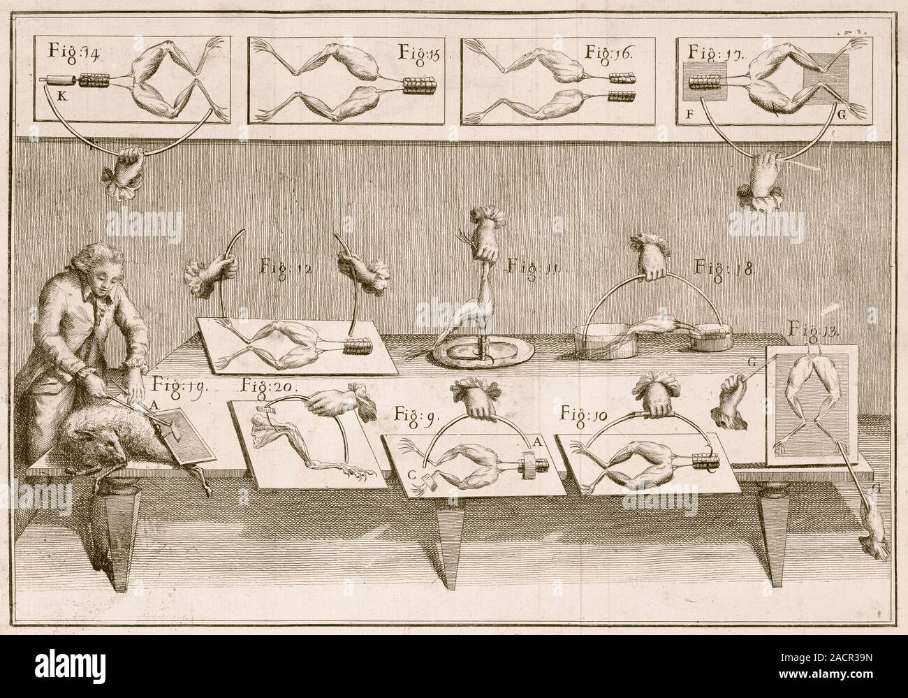 Galvani's electricity experiments. 18th-century artwork of Italian ...