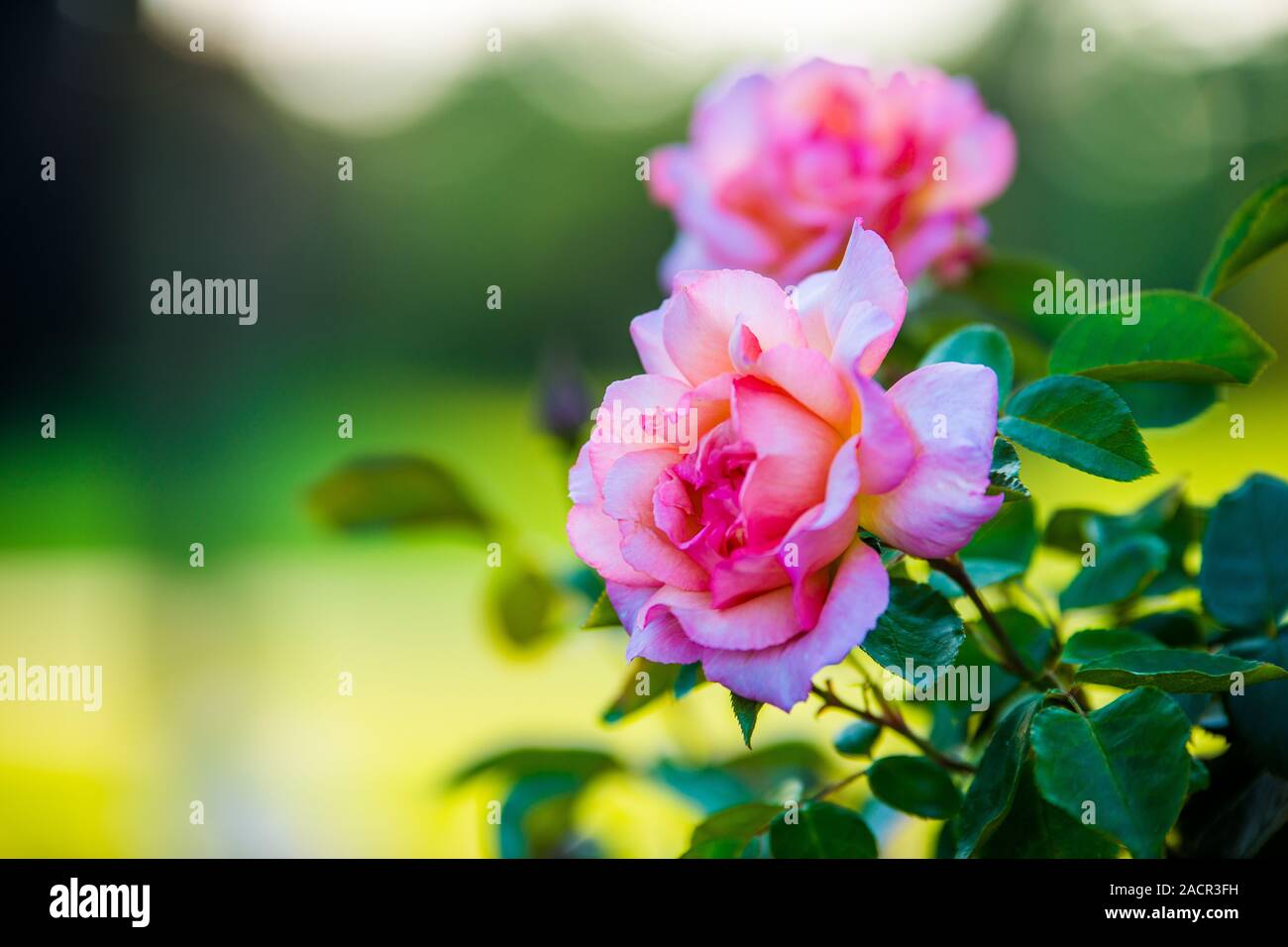 pink roses blossoming Stock Photo - Alamy