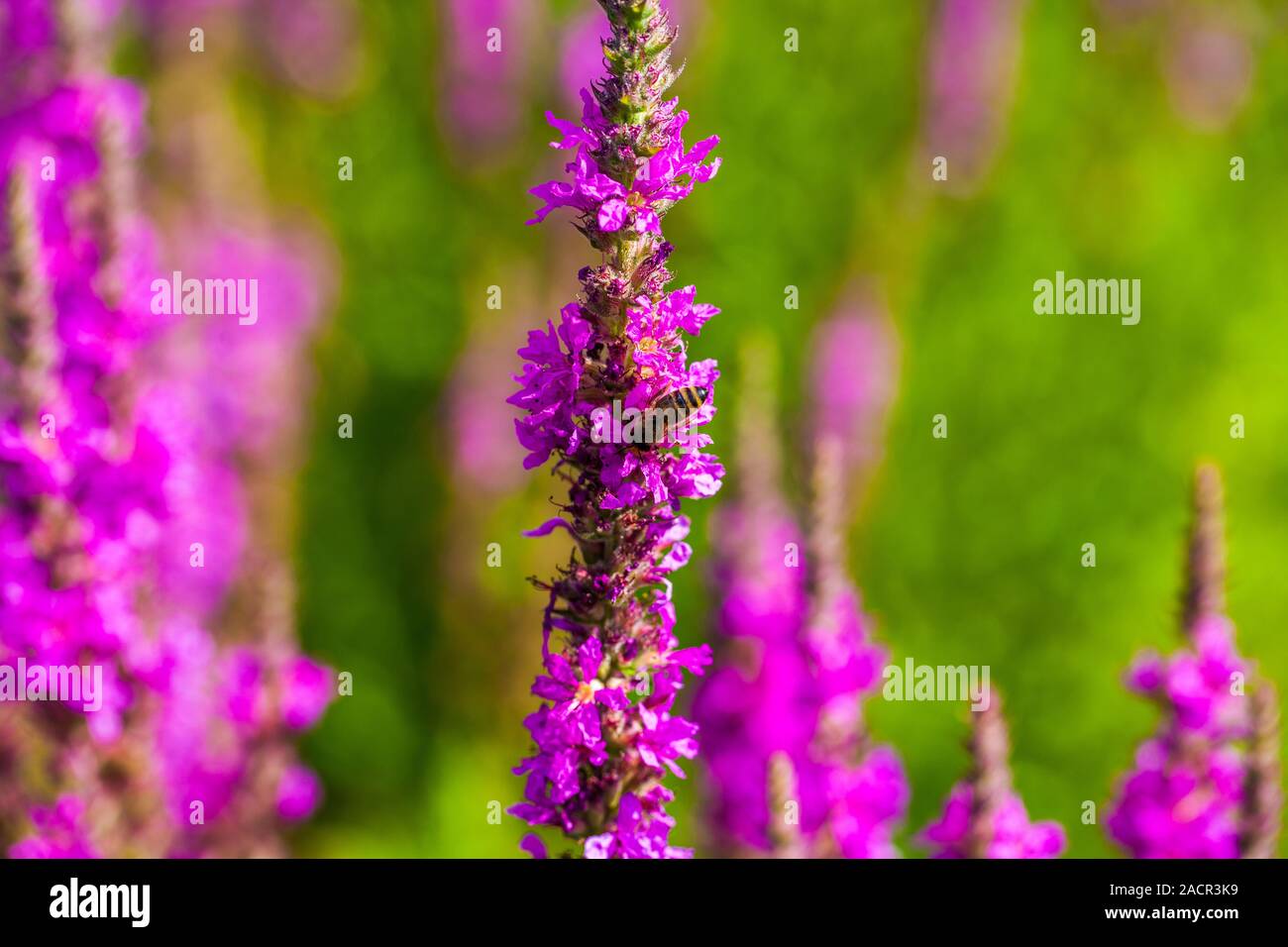 Pretty pink blossoms hi-res stock photography and images - Alamy