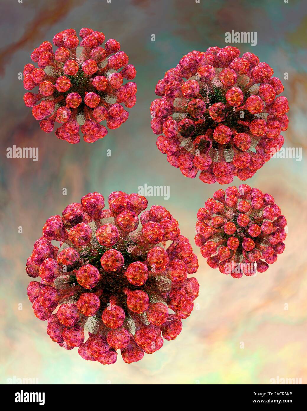 This image may not be used in educational posters Rubella virus ...