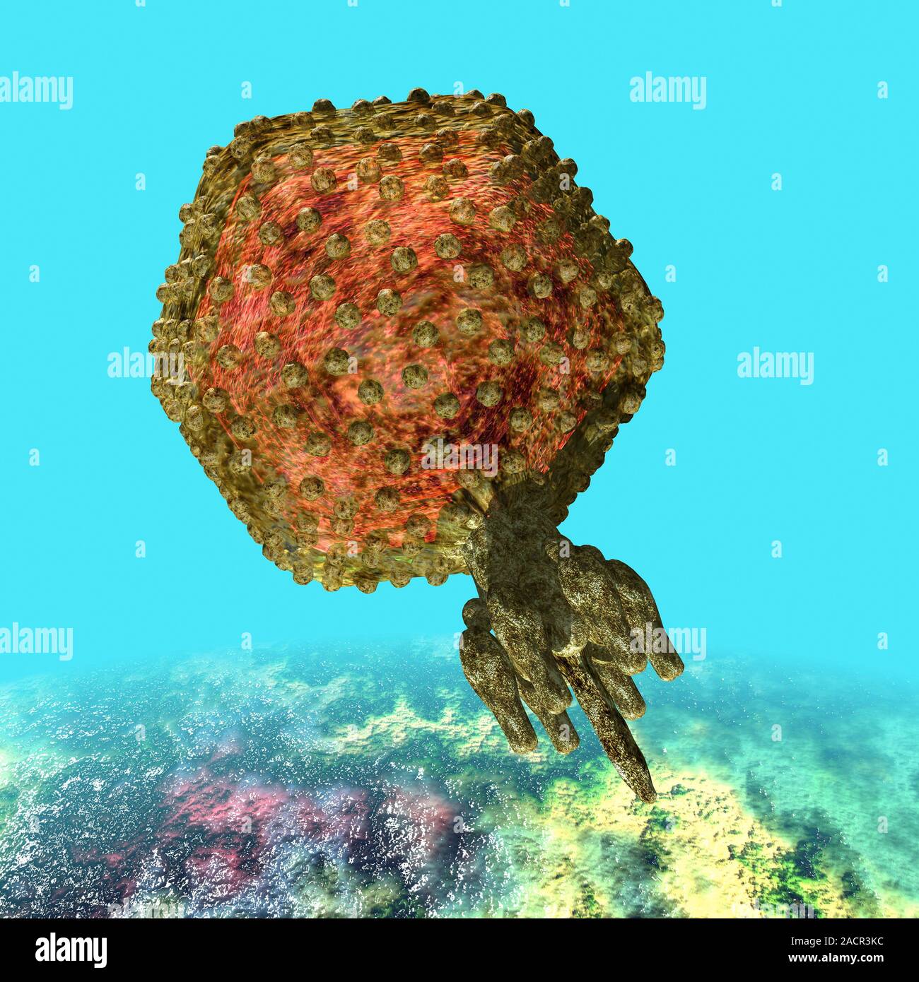 This image may not be used in educational posters Bacteriophage P22. Computer artwork of an ...