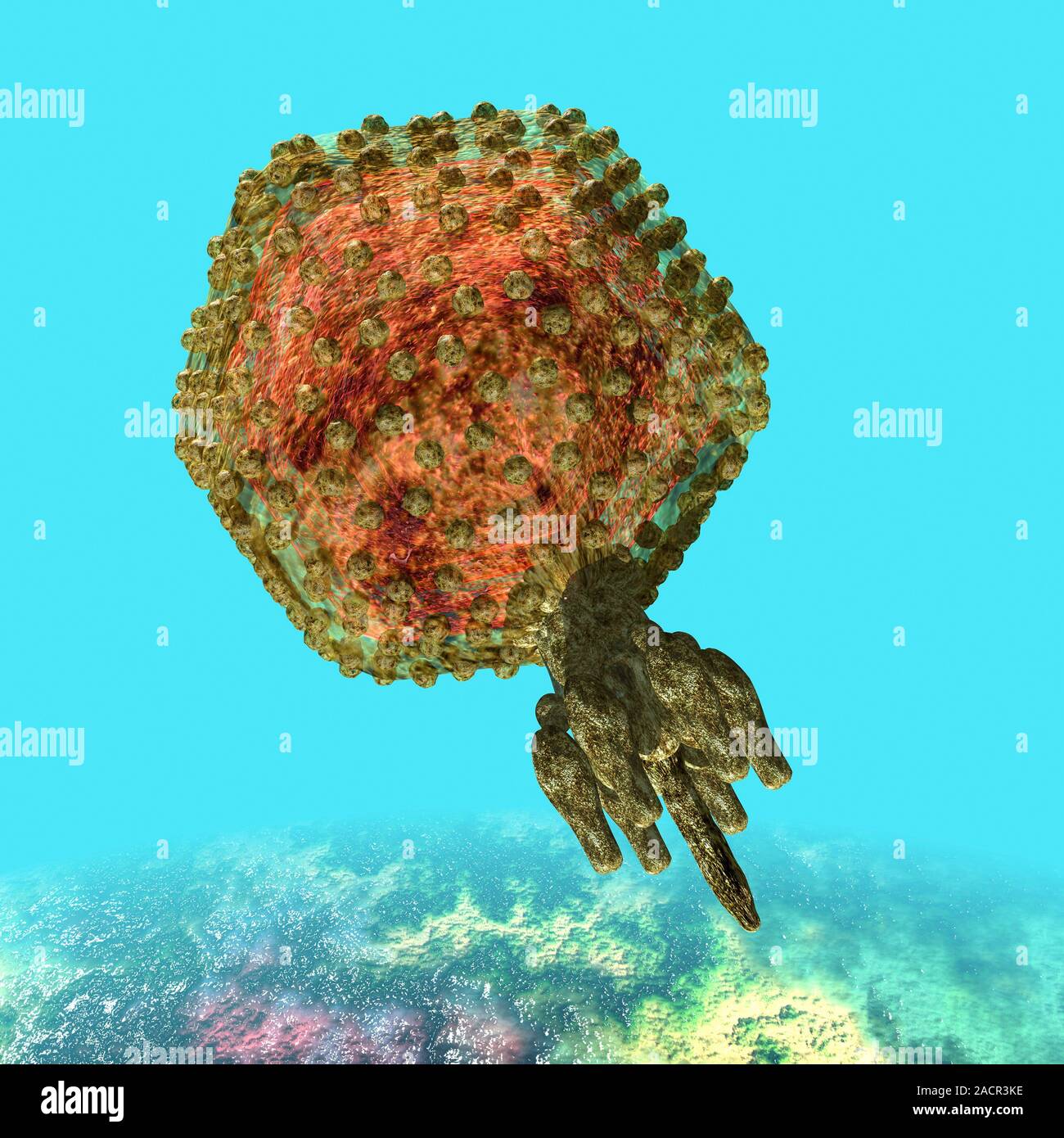 This image may not be used in educational posters Bacteriophage P22 ...