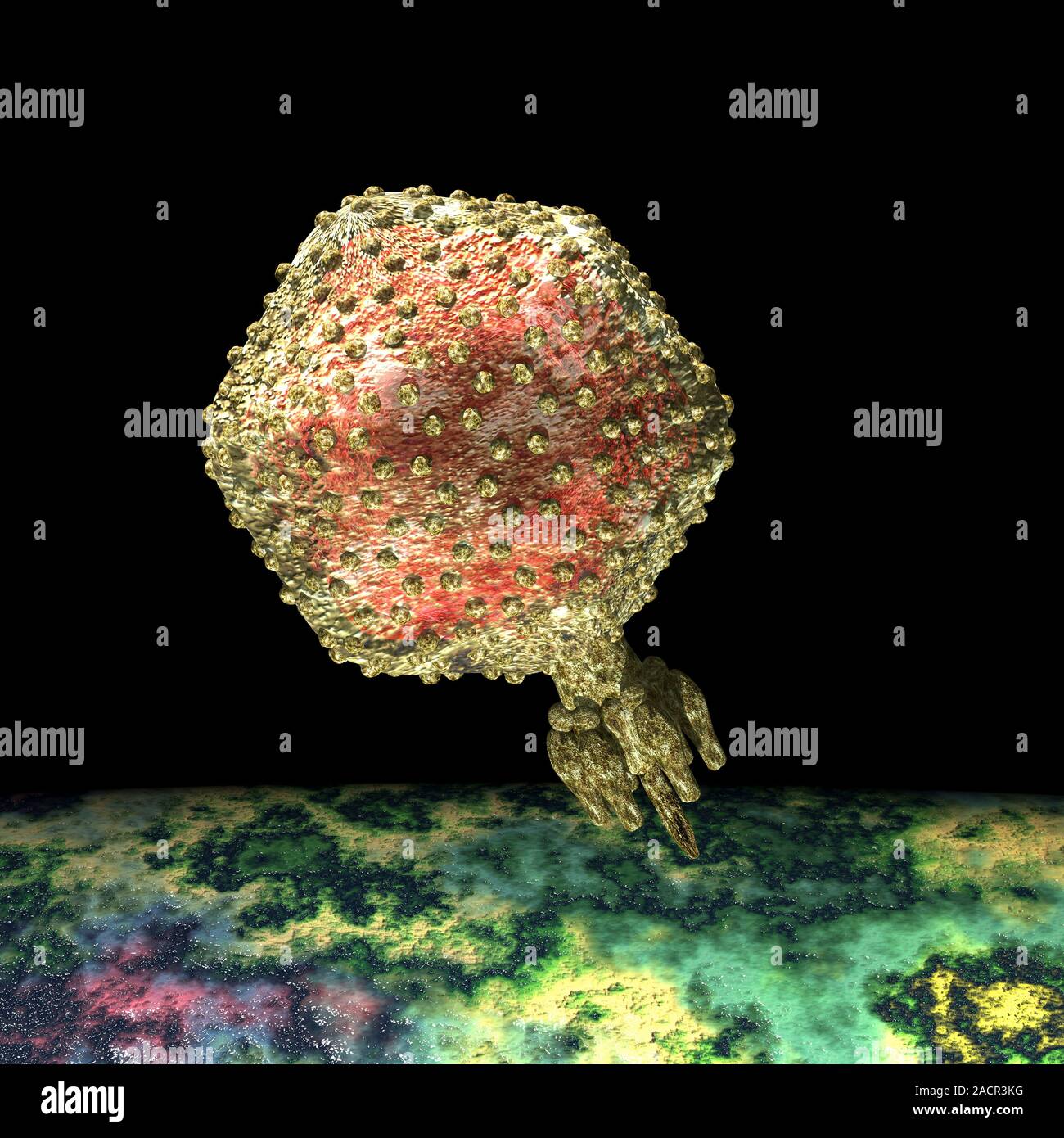 This image may not be used in educational posters Bacteriophage P22. Computer artwork of an ...