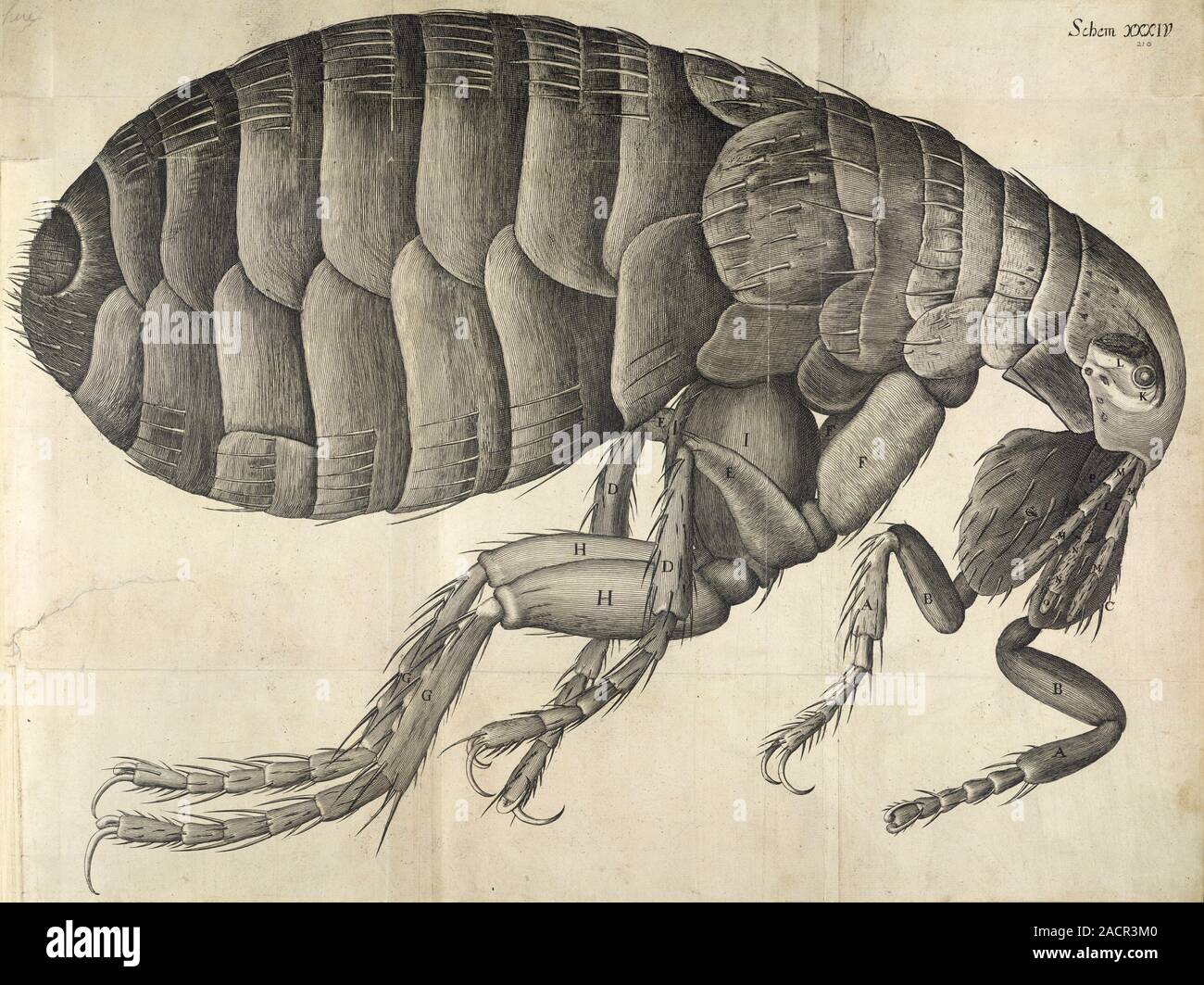 Microscopic flea anatomy. 17th-century artwork of observations of a ...