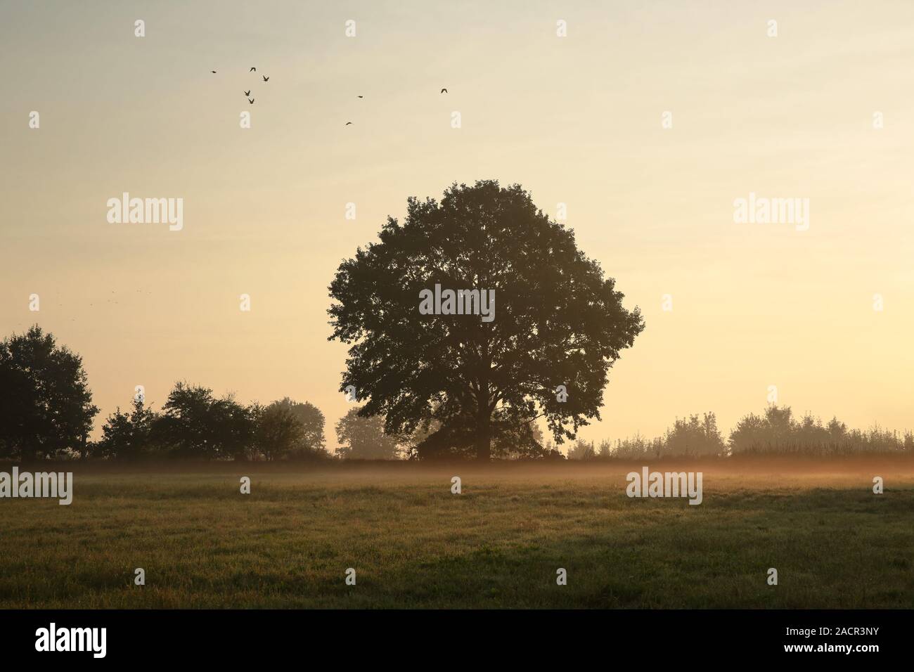 Oak tree on a misty morning at the beginning of autumn Stock Photo - Alamy