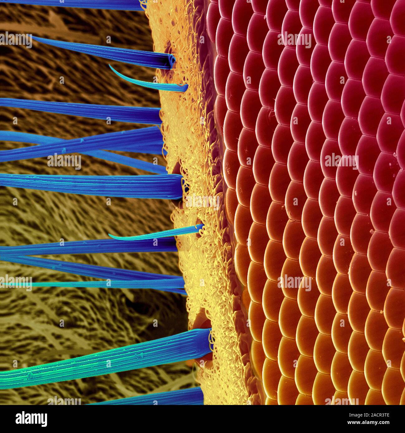 Fly eye. Coloured scanning electron micrograph (SEM) of the compound ...
