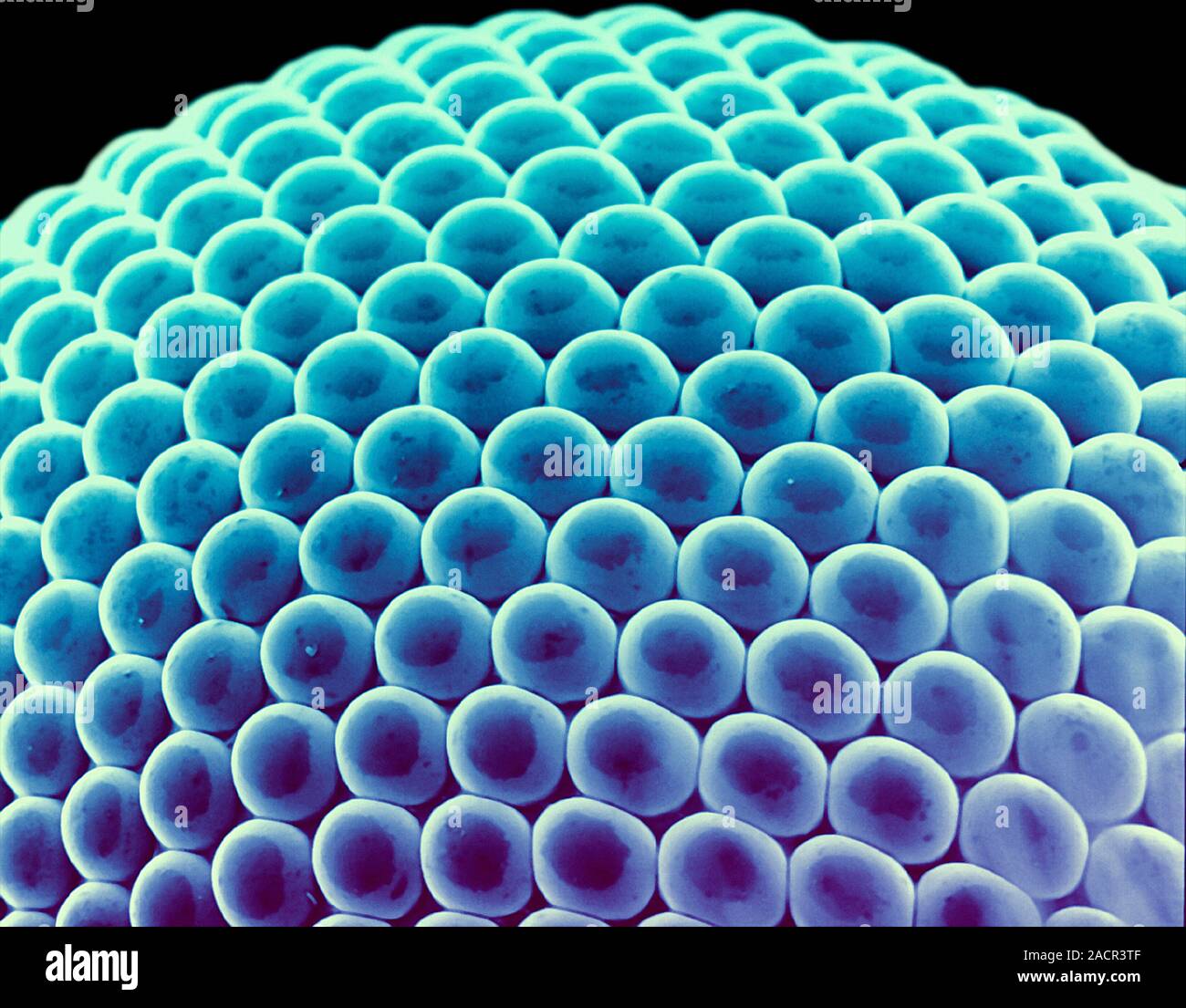 Gall midge eye. Coloured scanning electron micrograph (SEM) of the ...