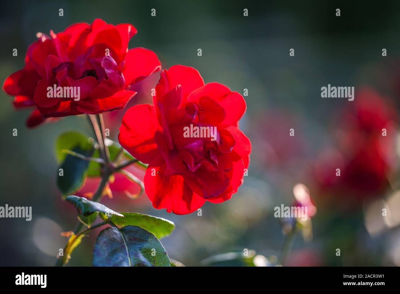 bright red roses Stock Photo - Alamy