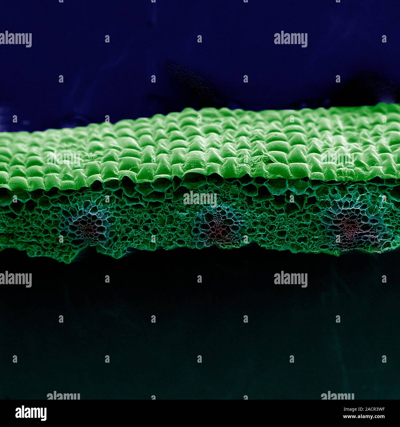 Spiderwort leaf. Coloured scanning electron micrograph (SEM) of a ...