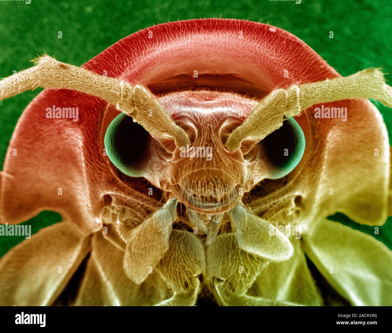 Firefly head. Coloured scanning electron micrograph (SEM) of the head ...