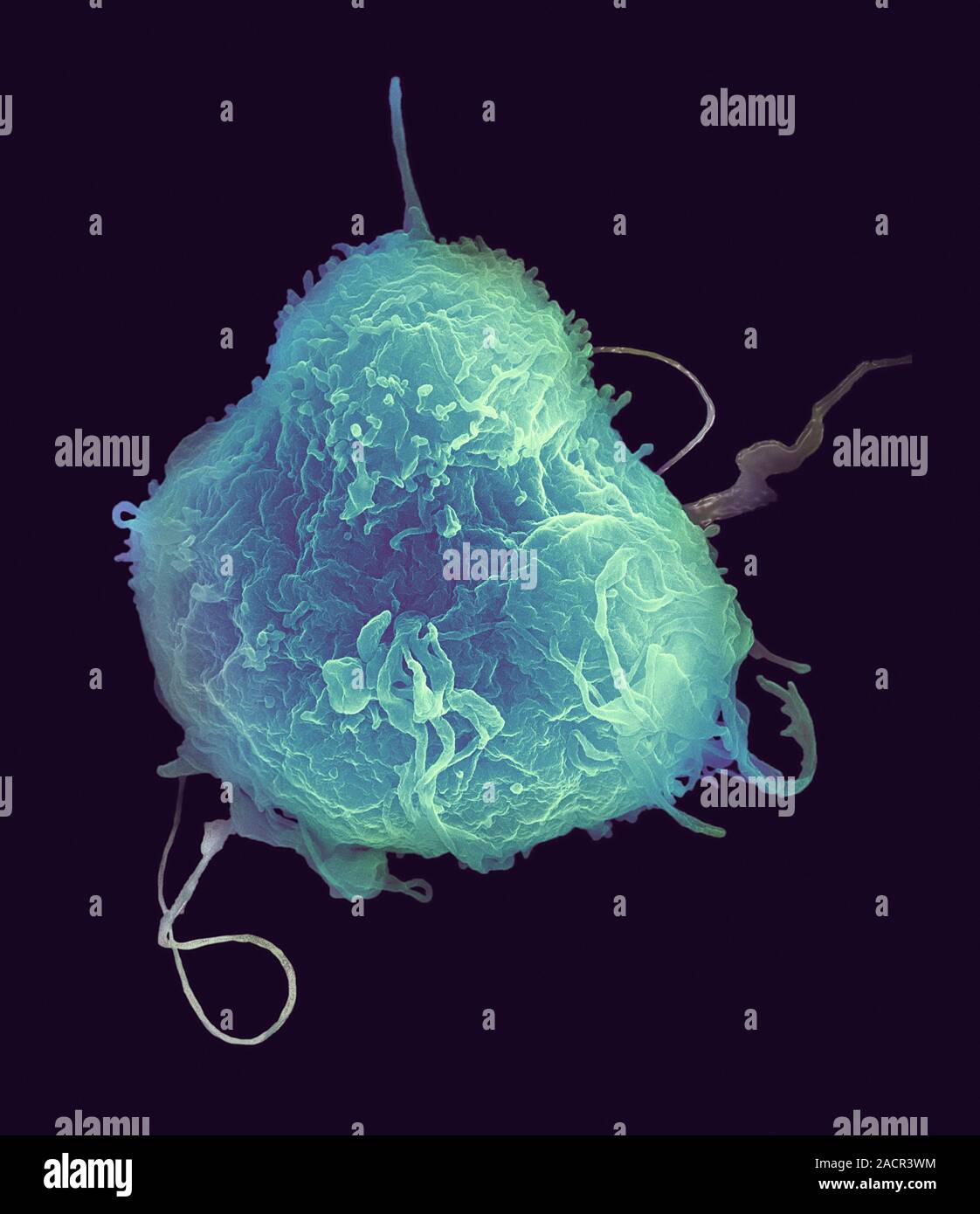 Lymphocyte white blood cell. Coloured scanning electron micrograph (SEM ...