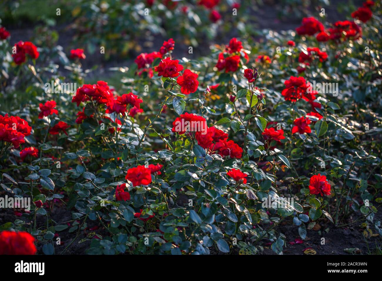 bright red roses Stock Photo - Alamy