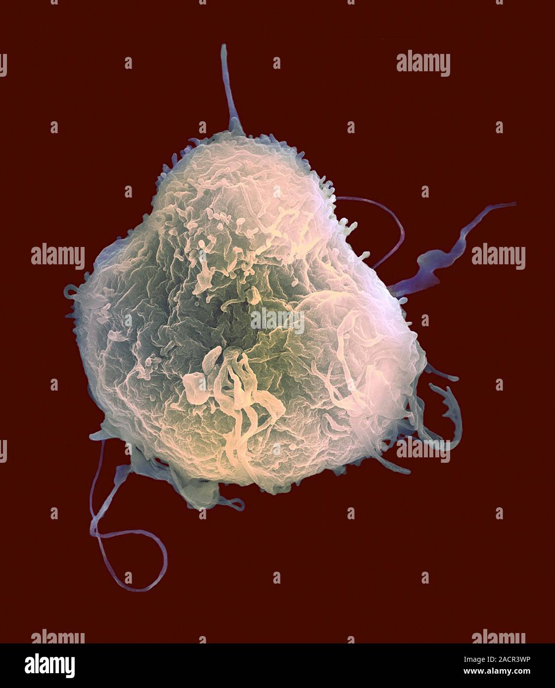 Lymphocyte white blood cell. Coloured scanning electron micrograph (SEM ...