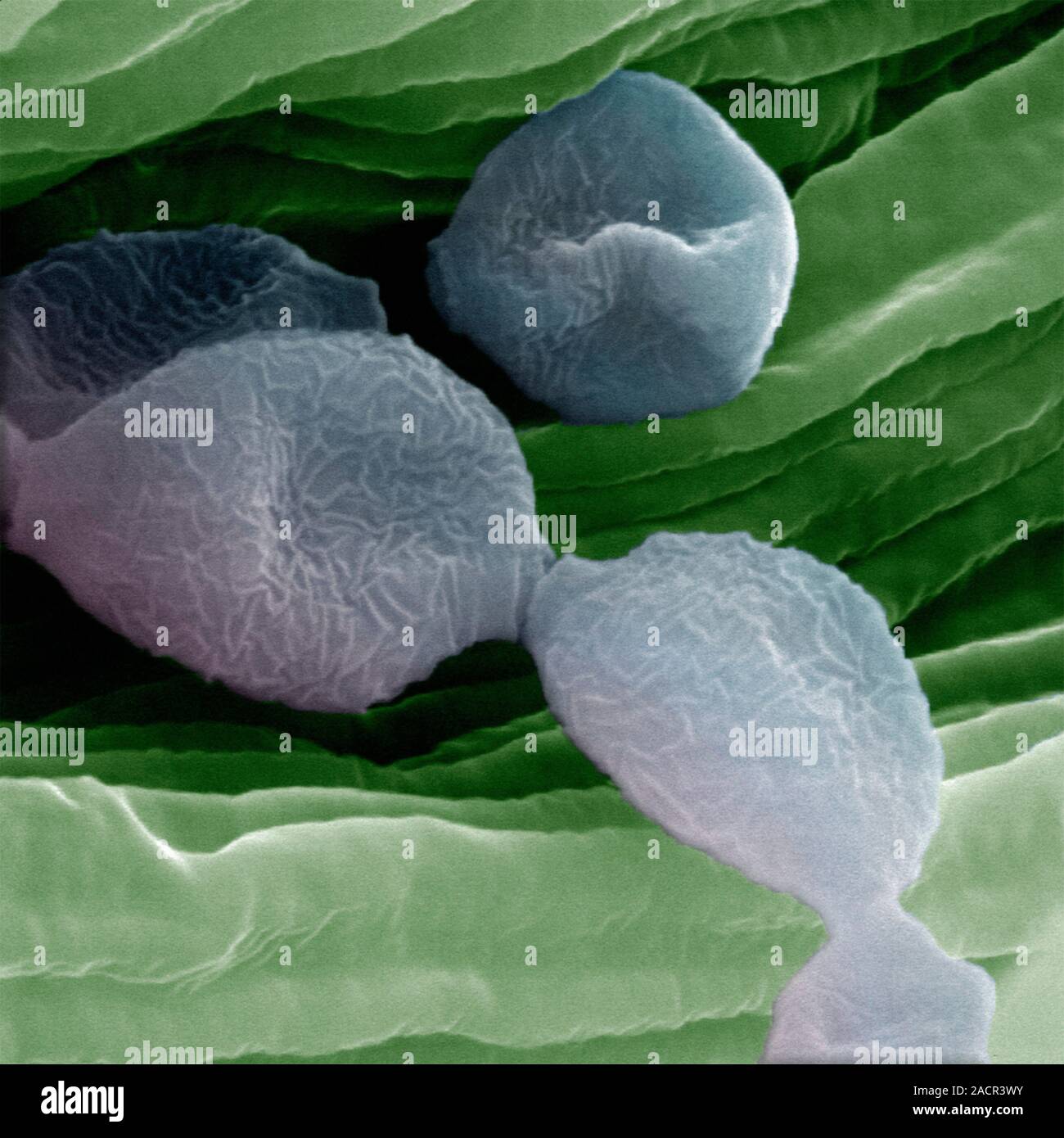 Mould spores. Coloured scanning electron micrograph (SEM) of mould ...