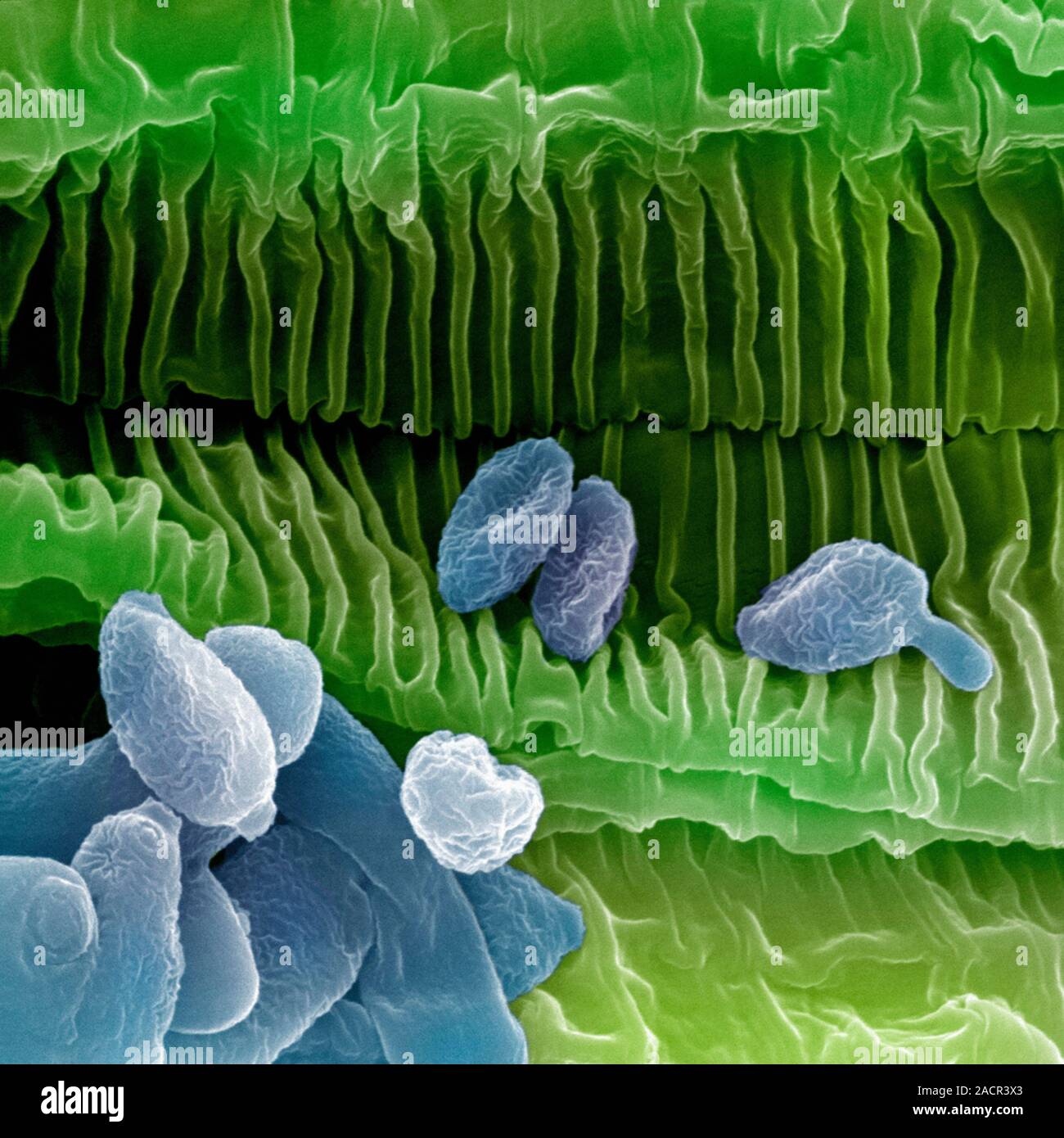 Mould spores. Coloured scanning electron micrograph (SEM) of mould ...