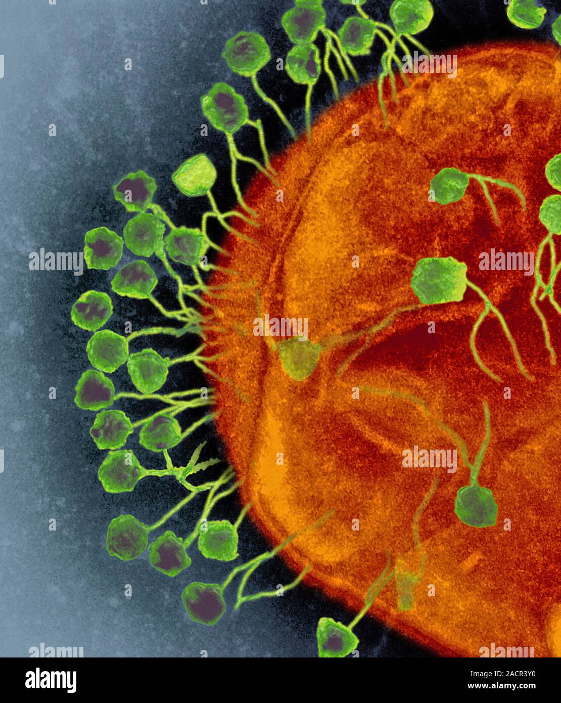 Bacteriophages attacking bacteria, transmission electron micrograph ...