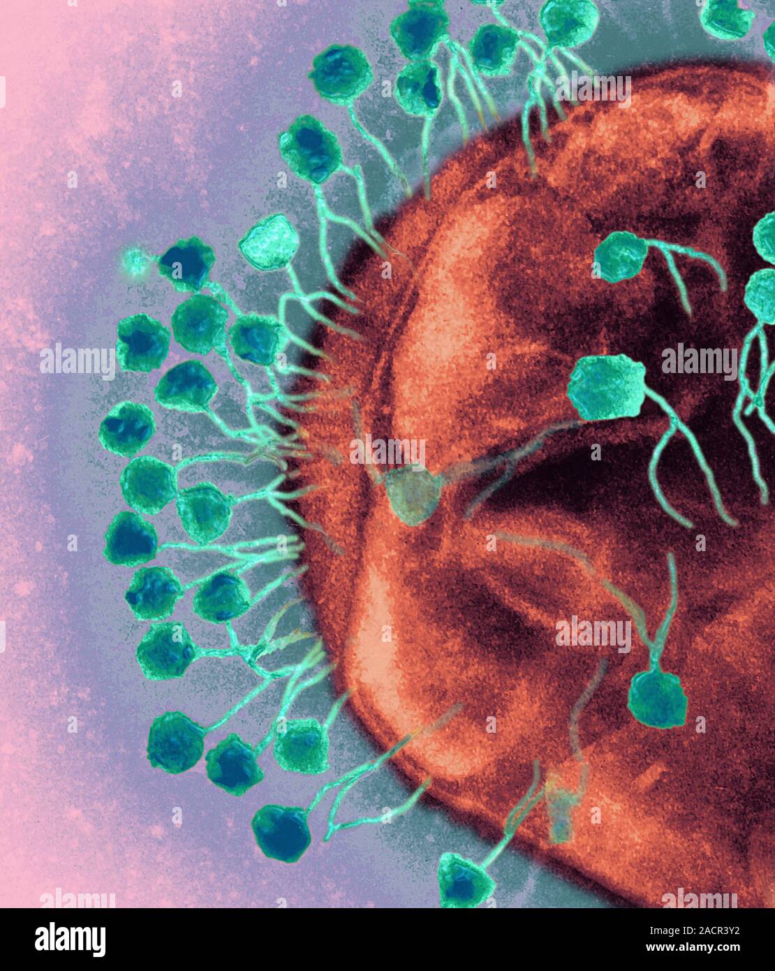 Bacteriophages attacking bacteria, transmission electron micrograph ...
