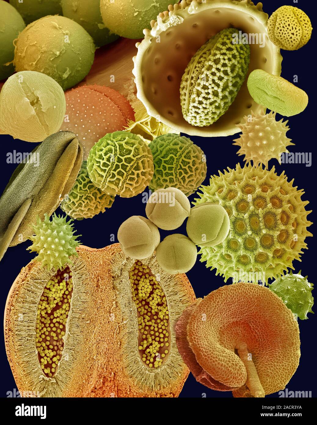 Pollen grains. Coloured scanning electron micrograph (SEM) of pollen ...