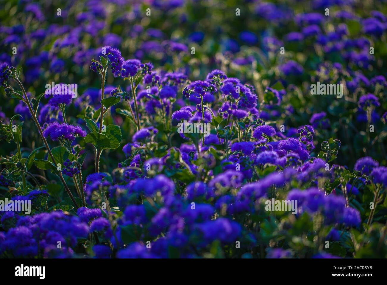 purple flower field Stock Photo - Alamy