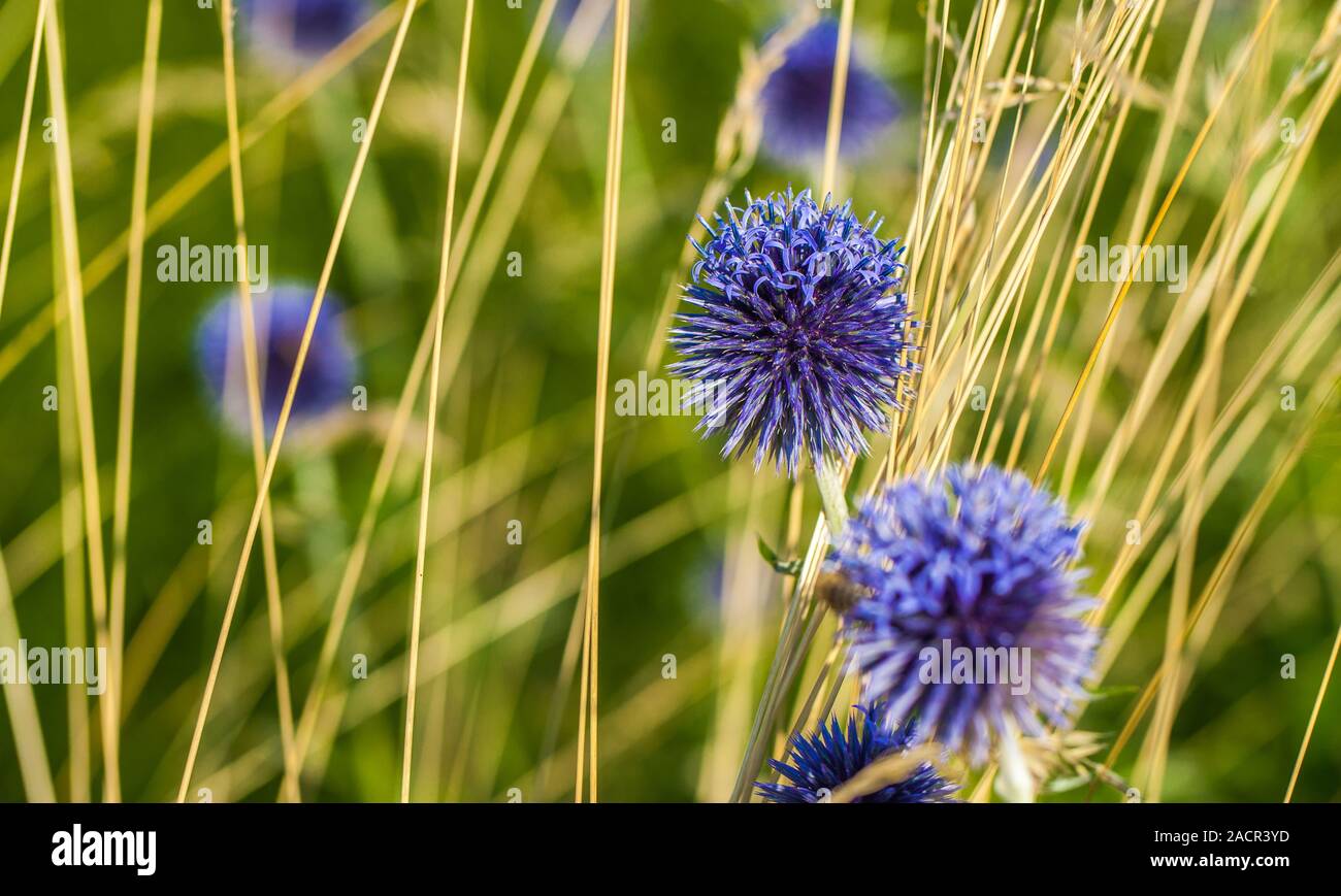 Round purple hi-res stock photography and images - Alamy