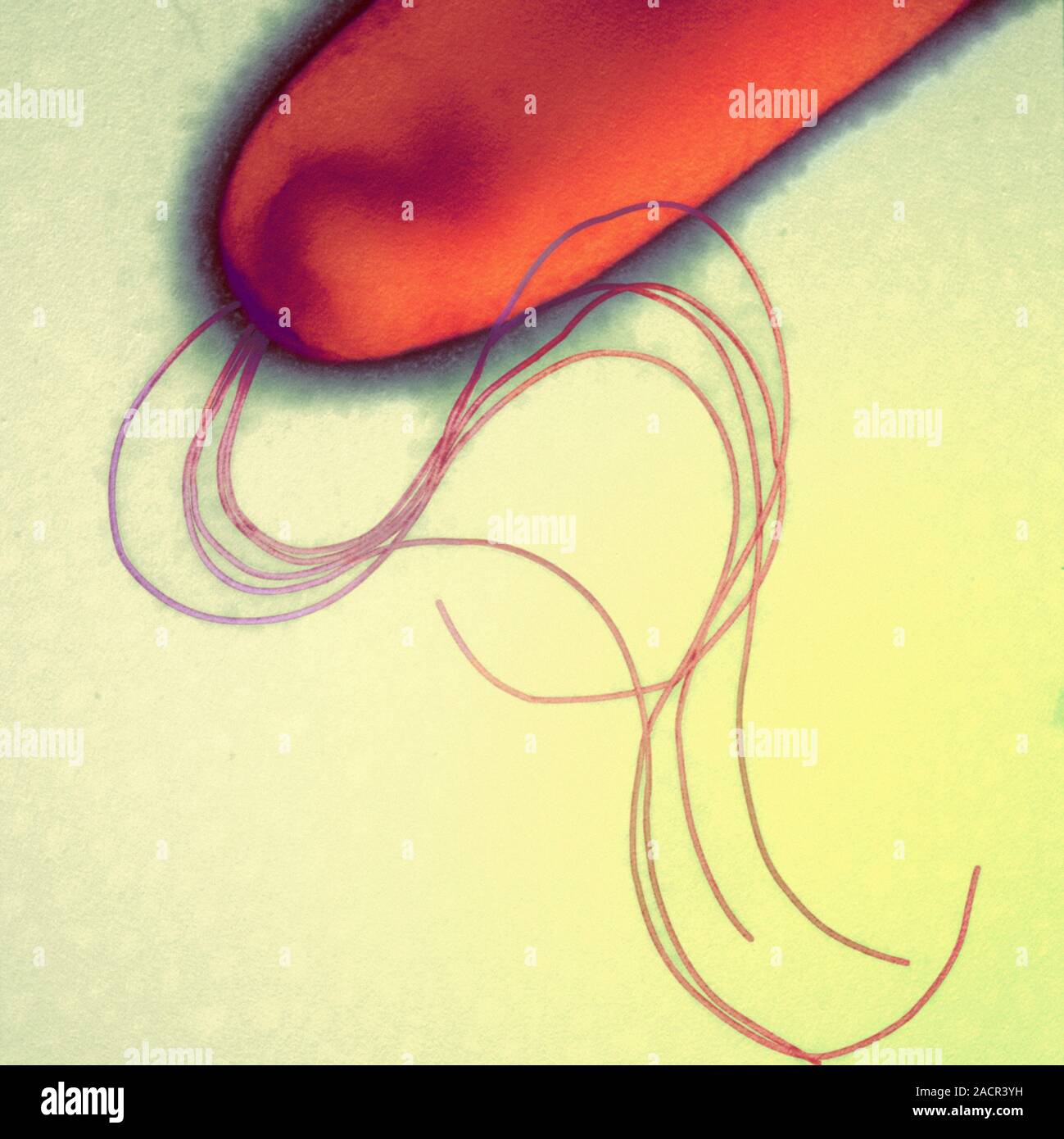 Pseudomonas aeruginosa bacterium, coloured transmission electron ...