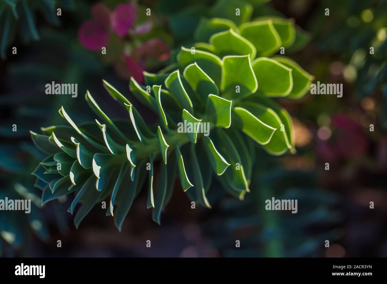 plant with thick green leaves Stock Photo - Alamy